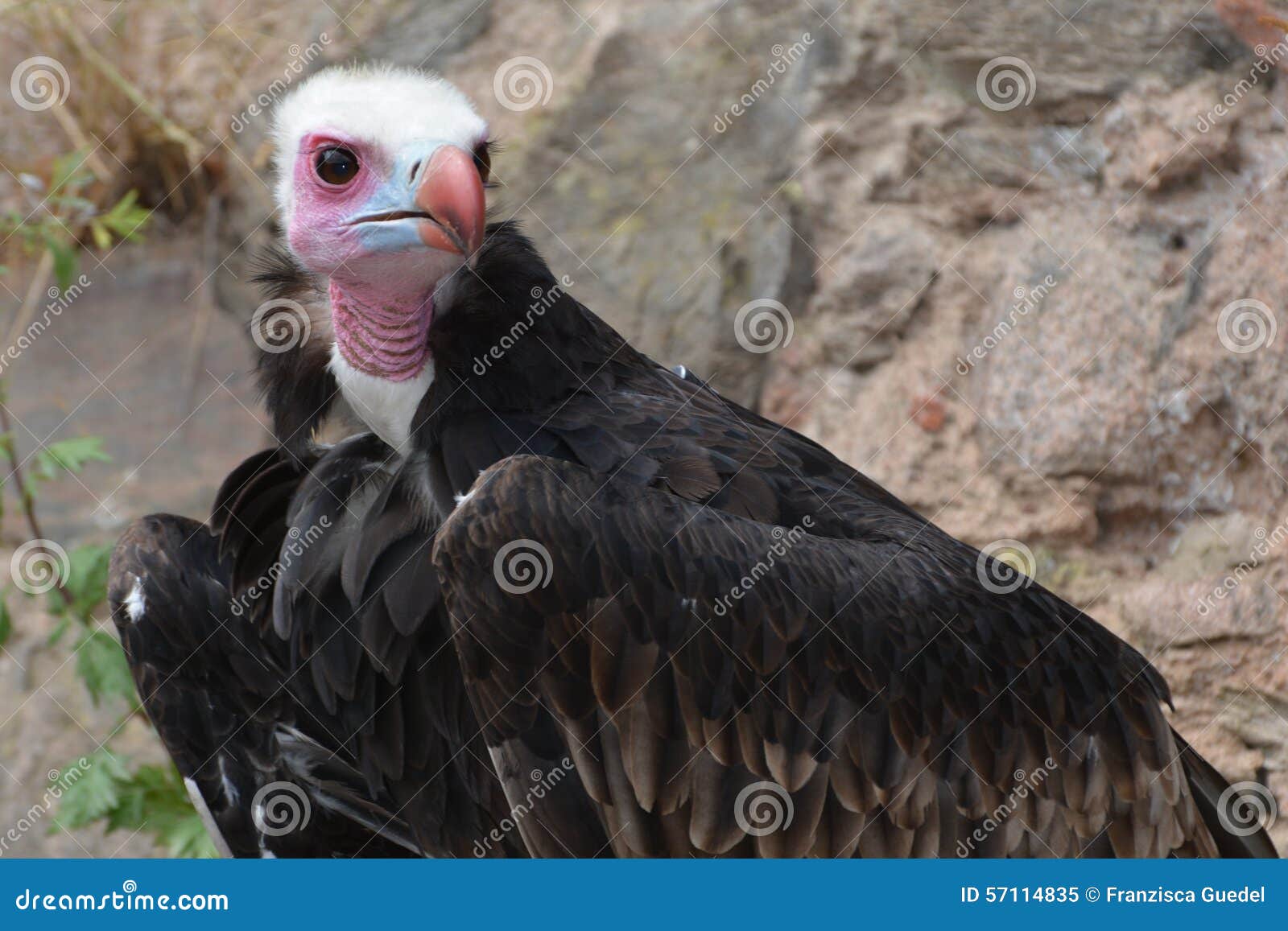 White-headed Gier (Trigonoceps-occipitalis) Stock Afbeelding - Image of ...