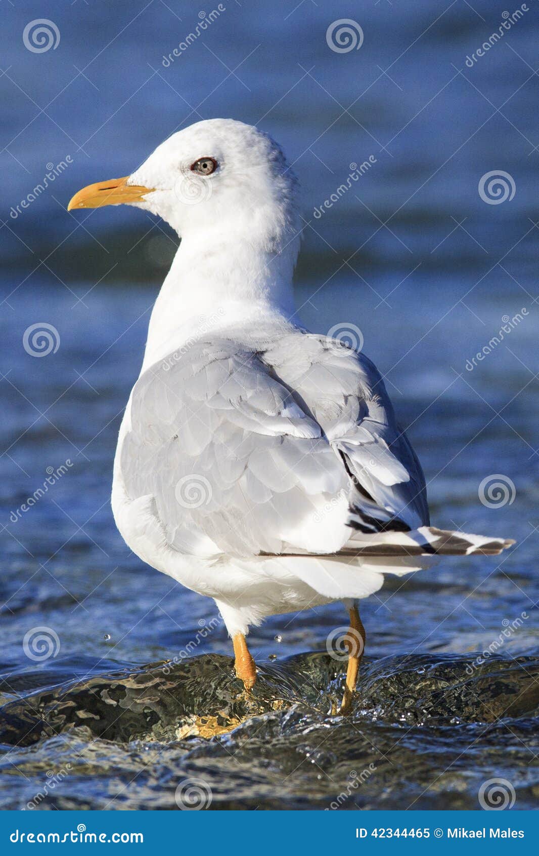 White Headed Gull Standing in River Stock Image - Image of birds, water ...