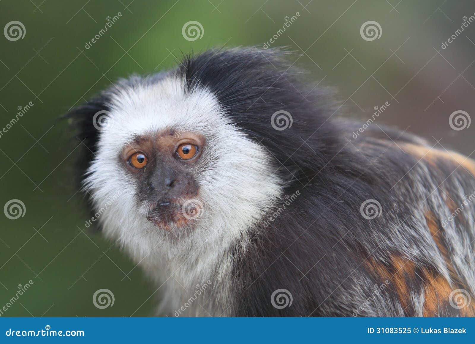 White-headed marmoset stock image. Image of primate, headed - 31083525