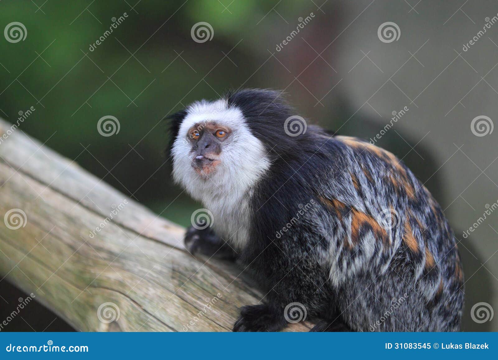 White-headed marmoset stock image. Image of brazil, monkey - 31083545