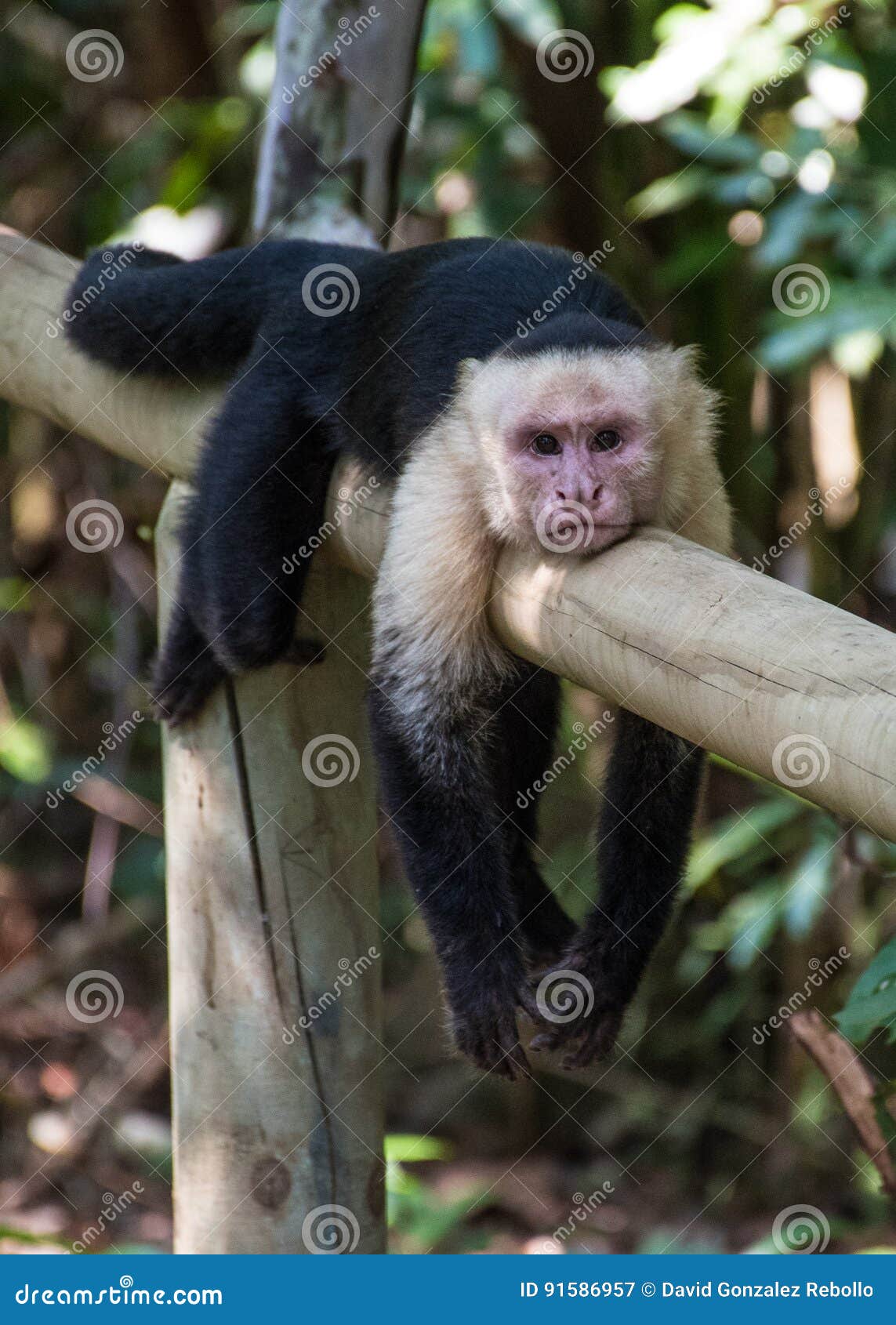 White Headed Monkey Resting Stock Image - Image of bored, rain: 91586957