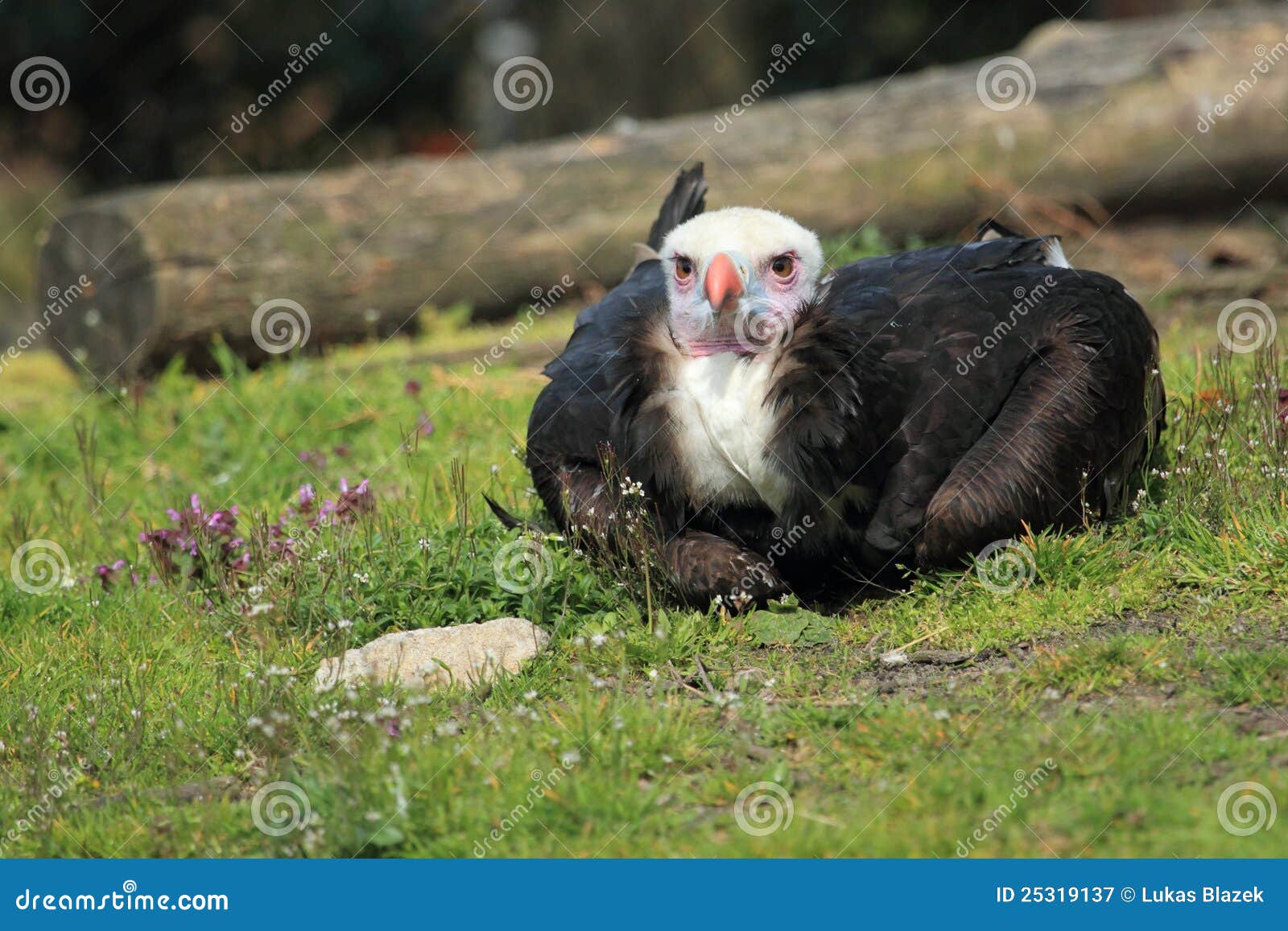 White-headed vulture stock image. Image of world, vulture - 25319137