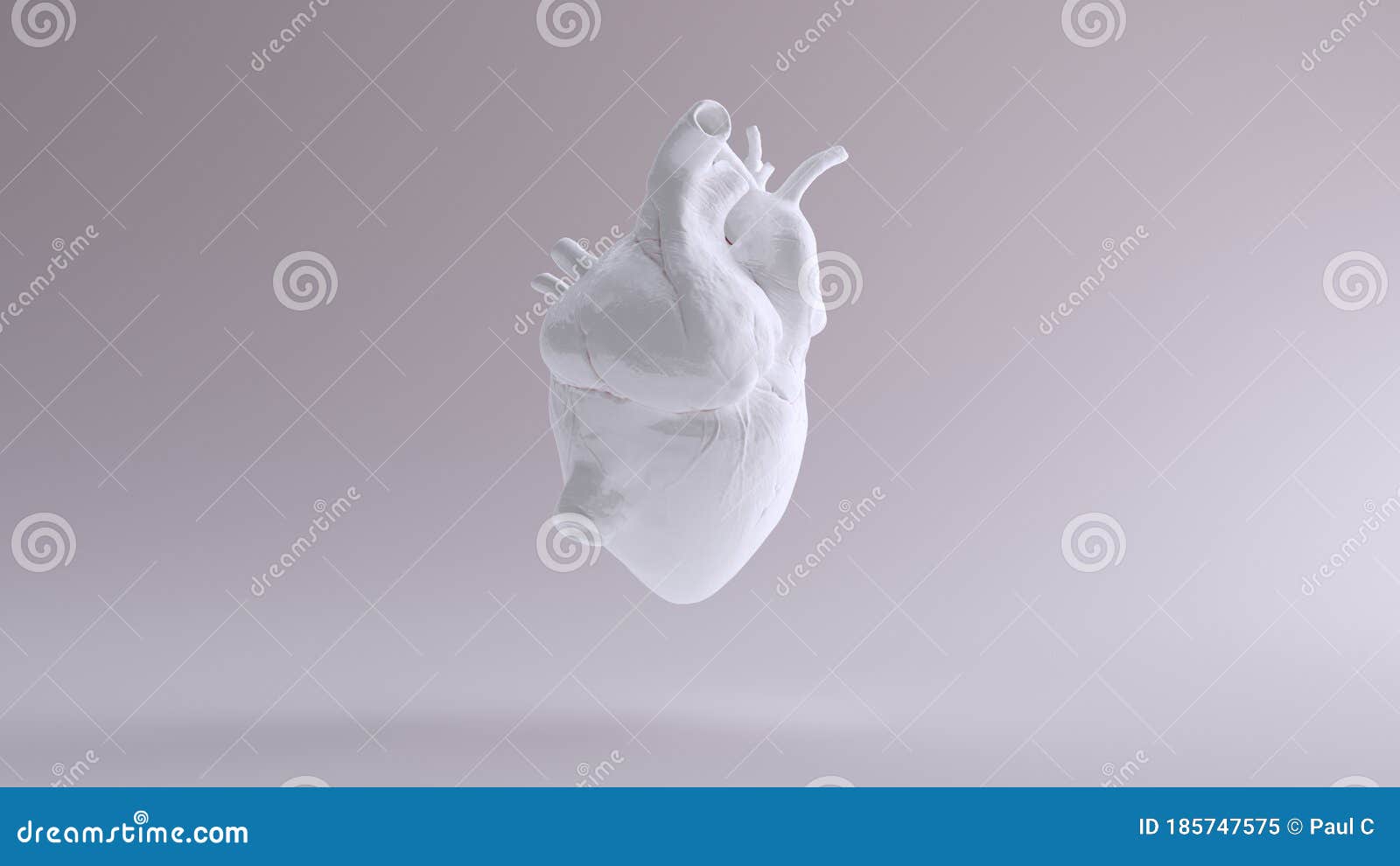 White Heart Anatomical stock illustration. Illustration of colour ...