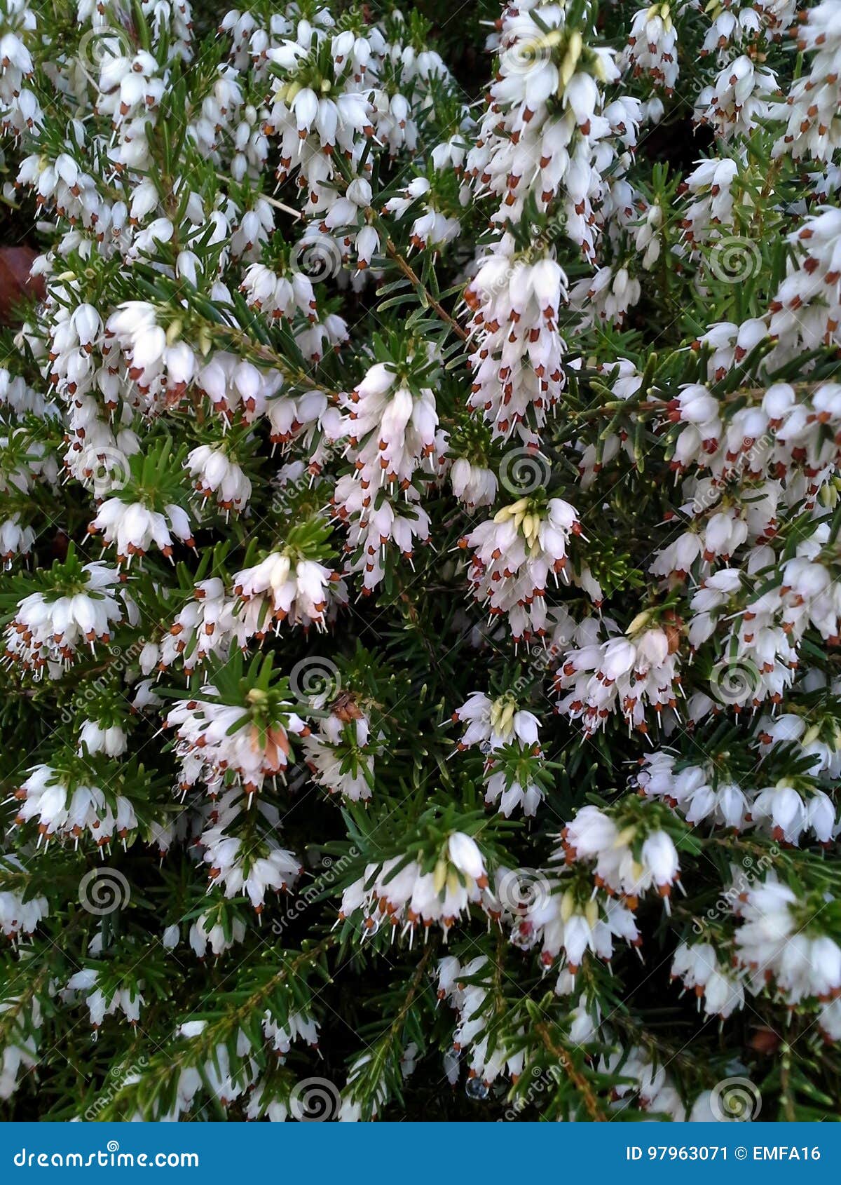 White Heather Pattern stock image. Image of leaf, stamen - 97963071