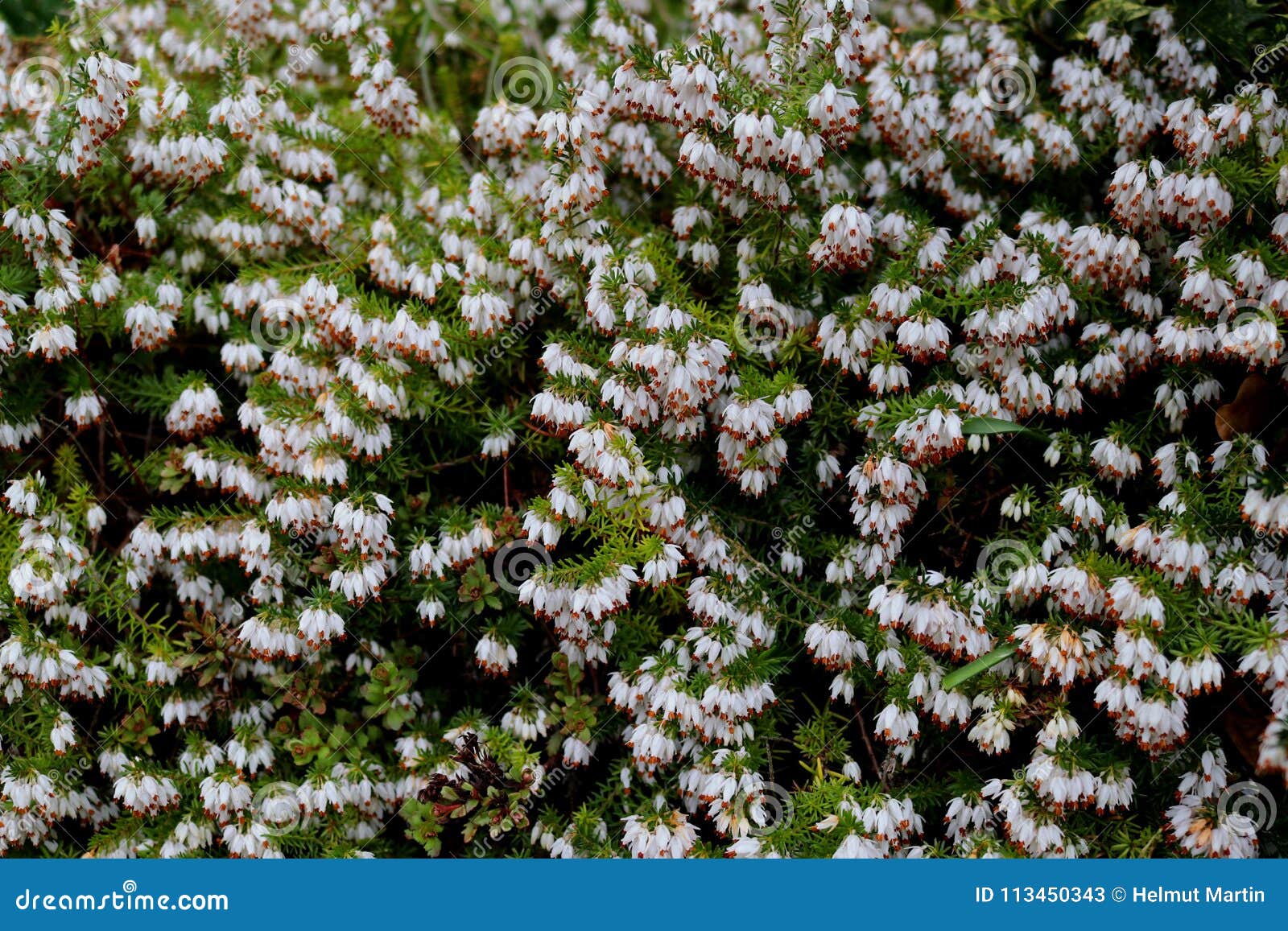 White Heather, Spring Heath in Full Blossom Stock Image - Image of ...