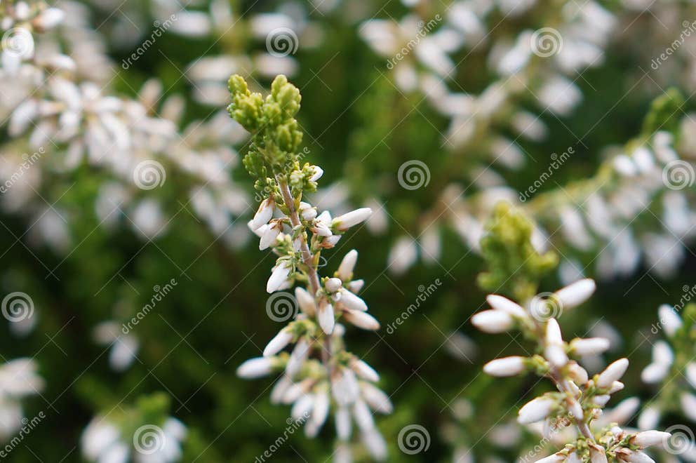 White heathers stock image. Image of plants, heathers - 66982929