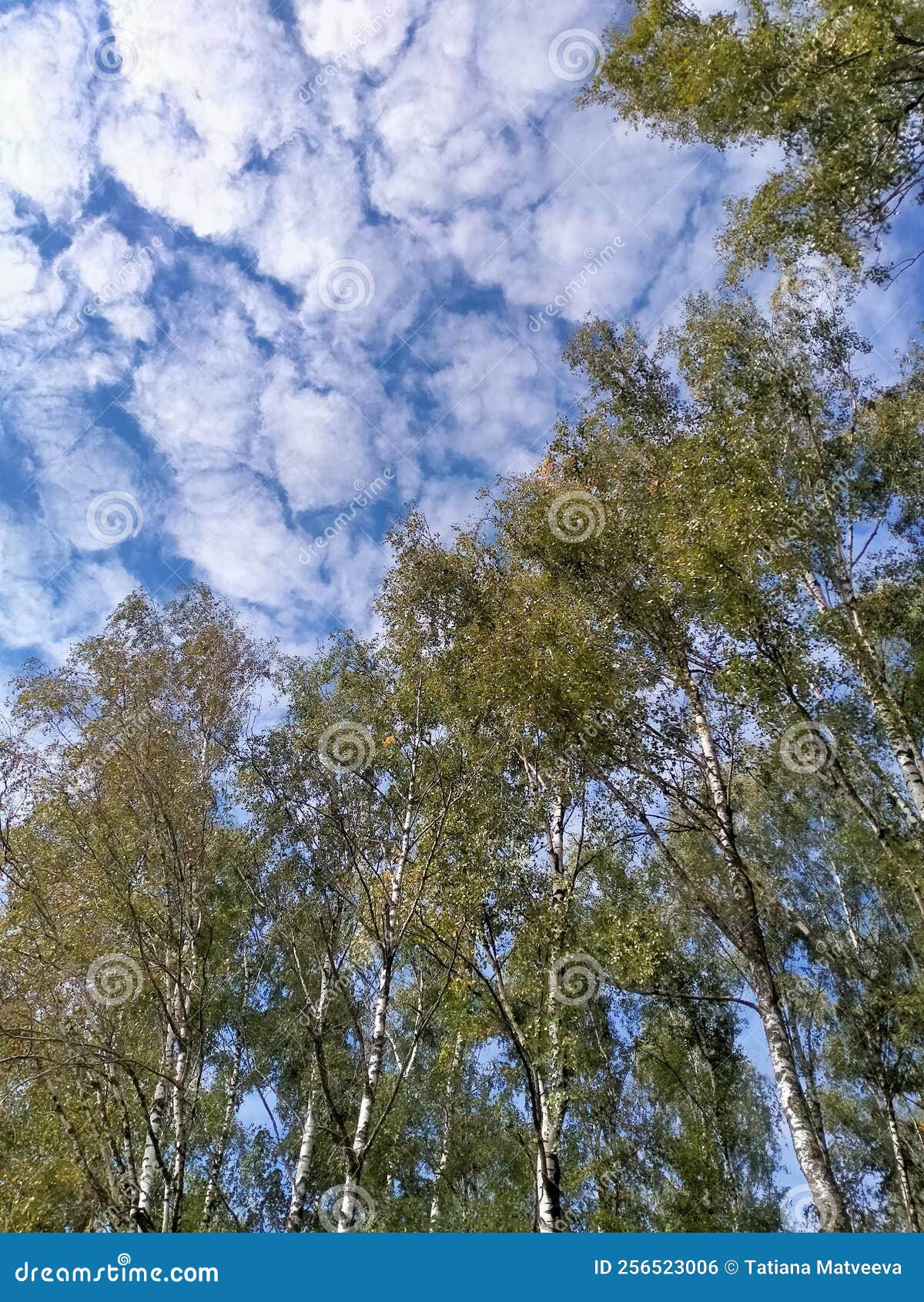 Cloudy sky over the forest stock photo. Image of leaf - 256523006