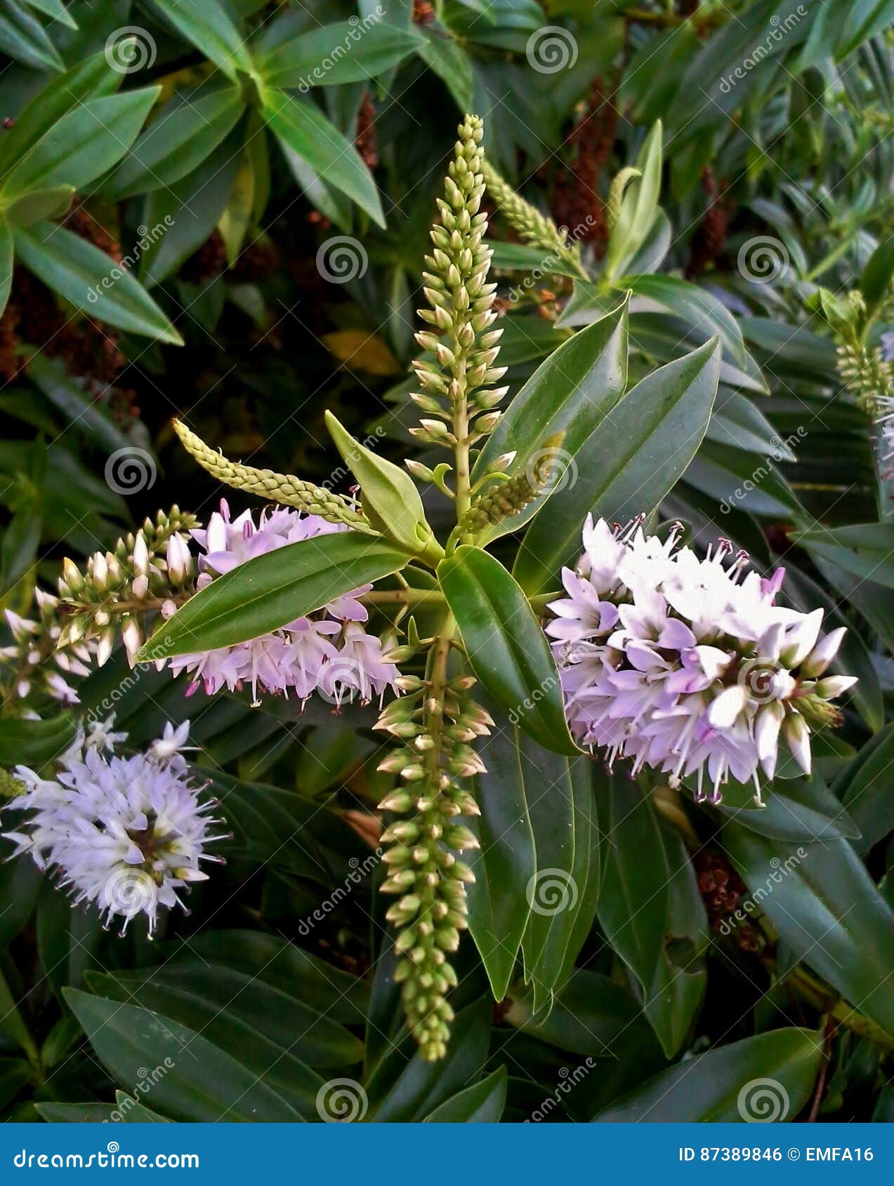 White Hebe stock photo. Image of nature, shrub, flower - 87389846