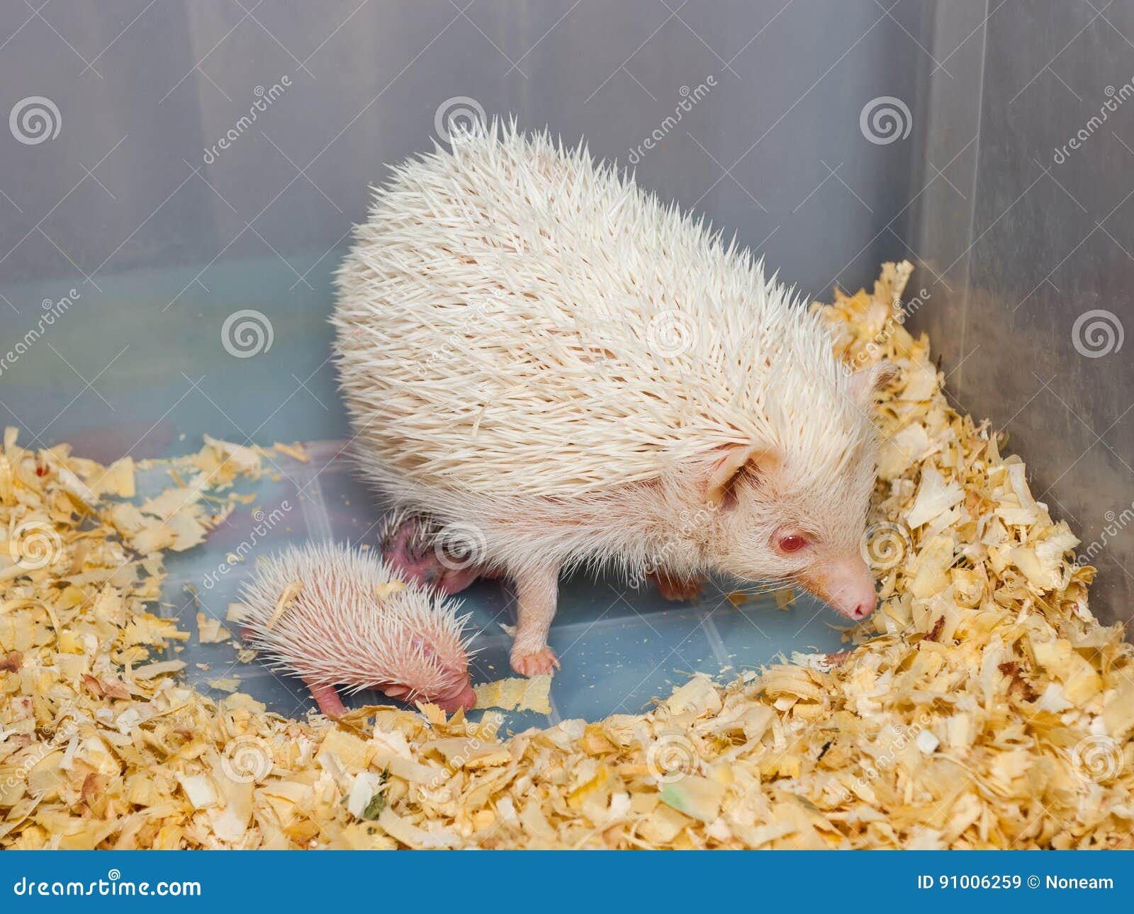 Plastic Hedgehog For Fine Motor Skils Royalty-Free Stock Photography ...