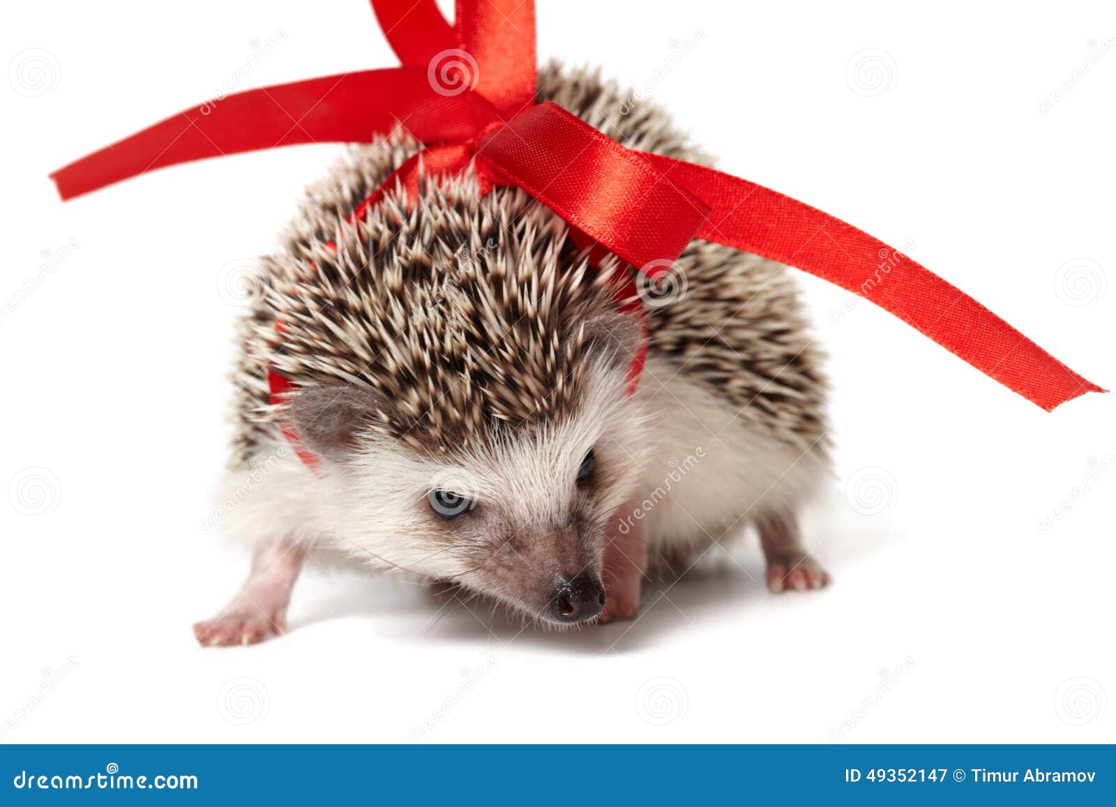 White Hedgehog is Sniffing Around Stock Image - Image of closeup, cute ...