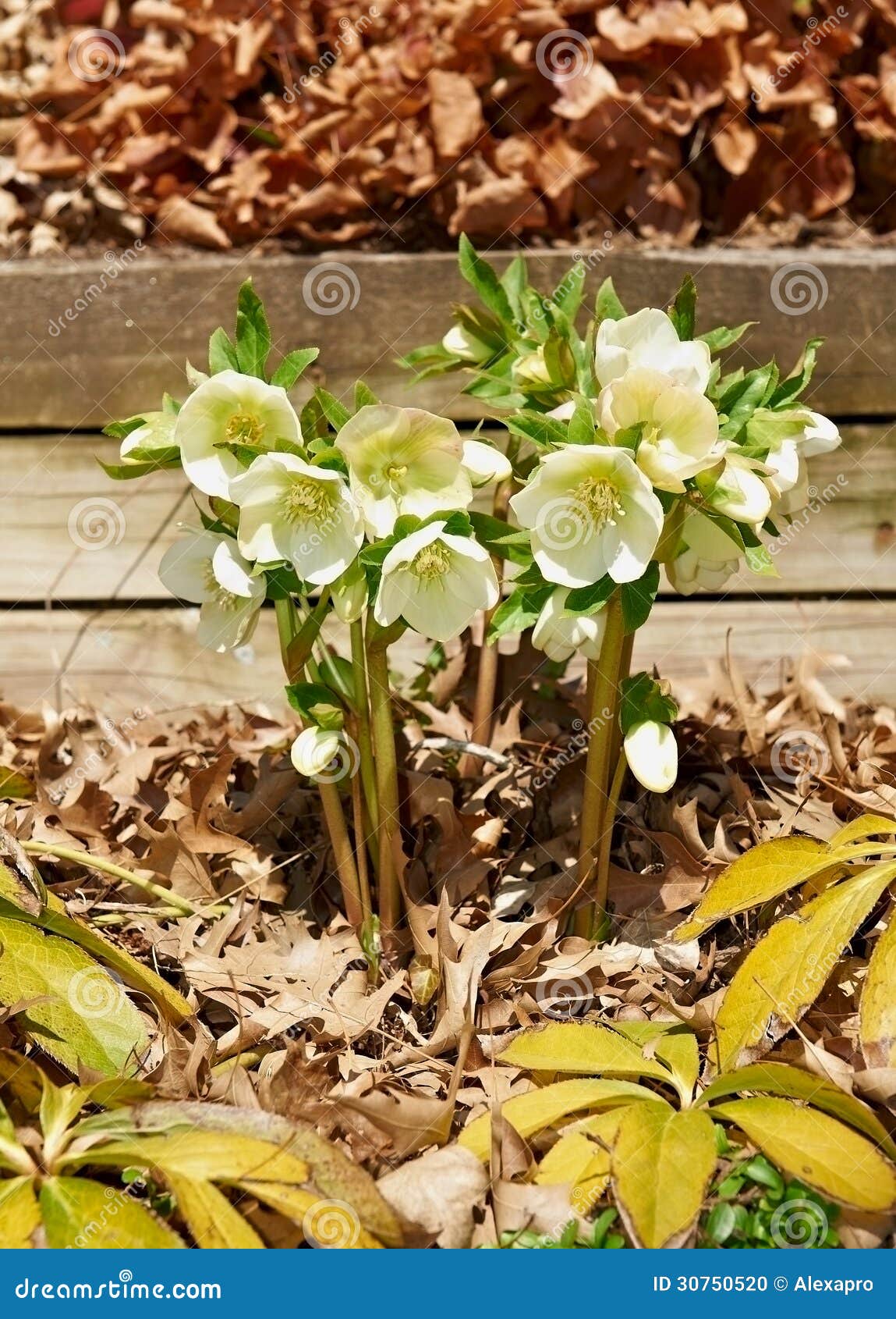 White hellebore stock photo. Image of flora, green, flower - 30750520