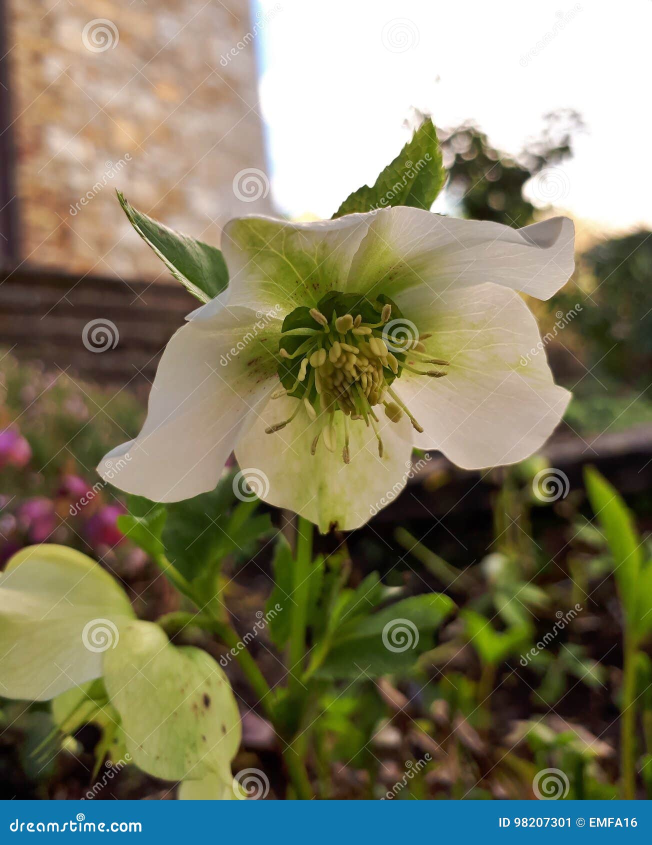 White Helleborus Orientalis Flower Stock Image - Image of spring, rose ...