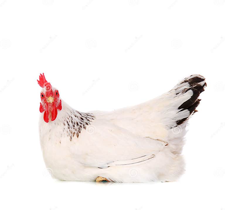 White hen stock image. Image of looking, live, natural - 14168257