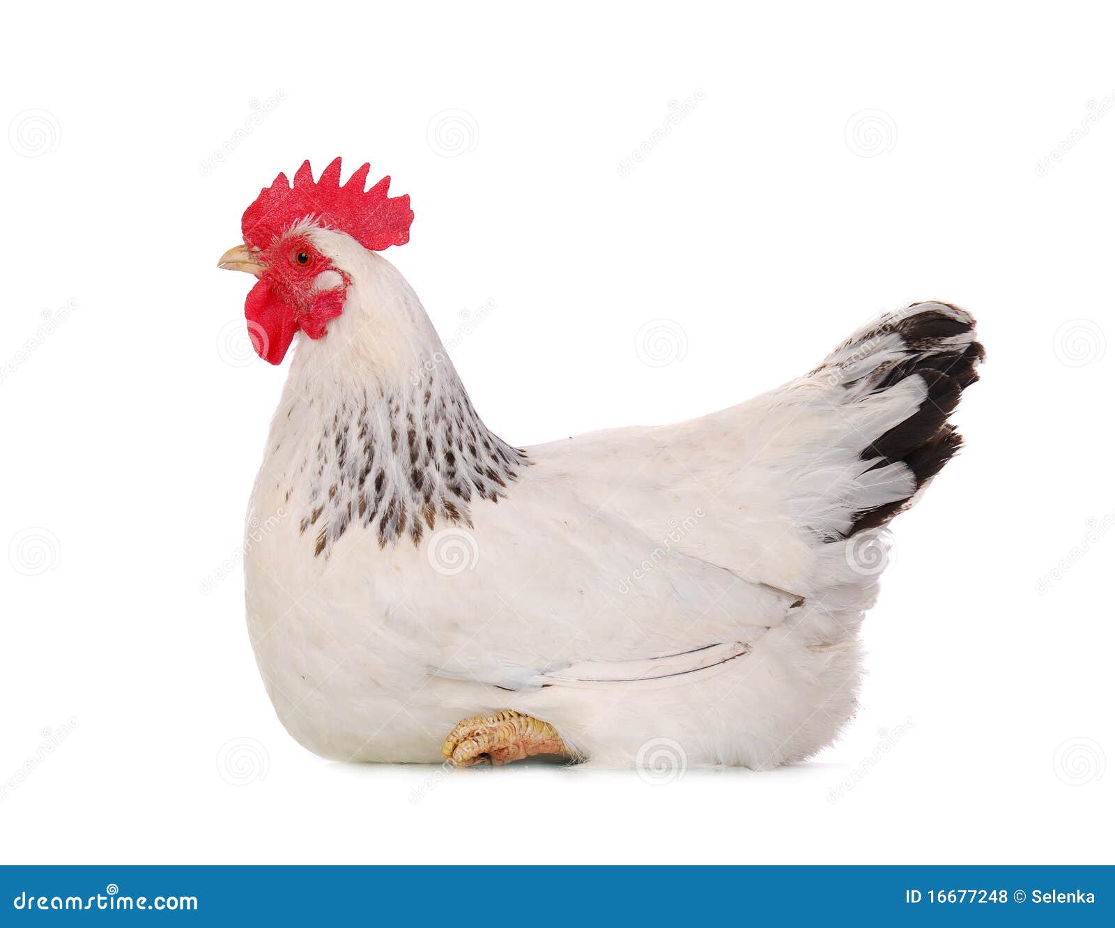 White hen stock photo. Image of chicken, chick, bird - 16677248