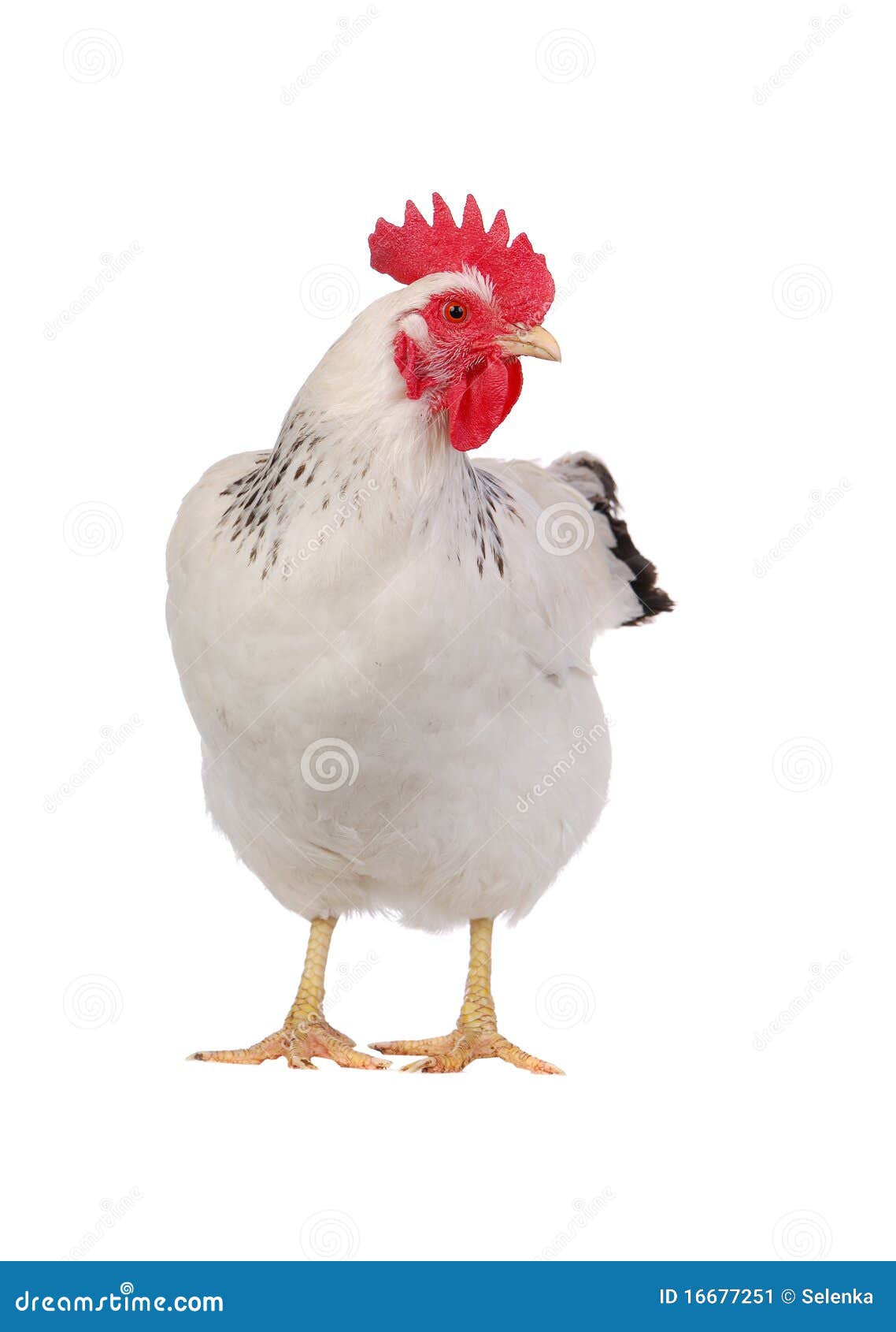 White hen stock image. Image of bird, isolated, fowl - 16677251