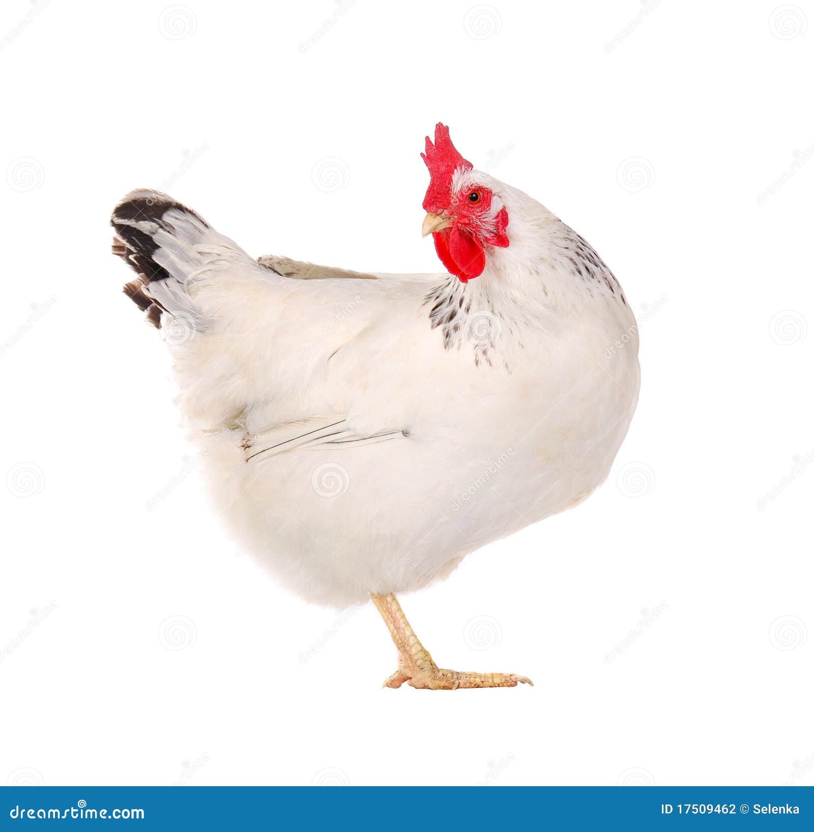 White hen stock photo. Image of farm, domestic, poultry - 17509462
