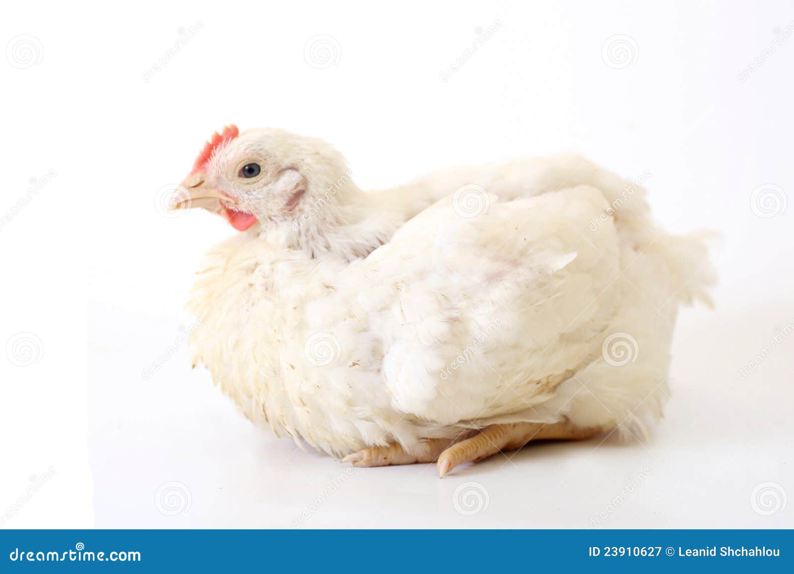 White hen stock image. Image of animal, profile, wings - 23910627