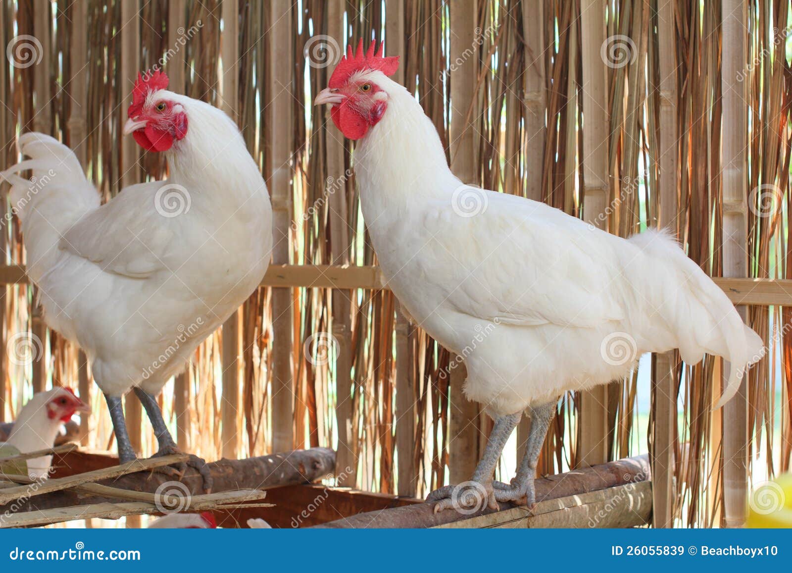 White hen stock image. Image of rural, bird, white, chick - 26055839