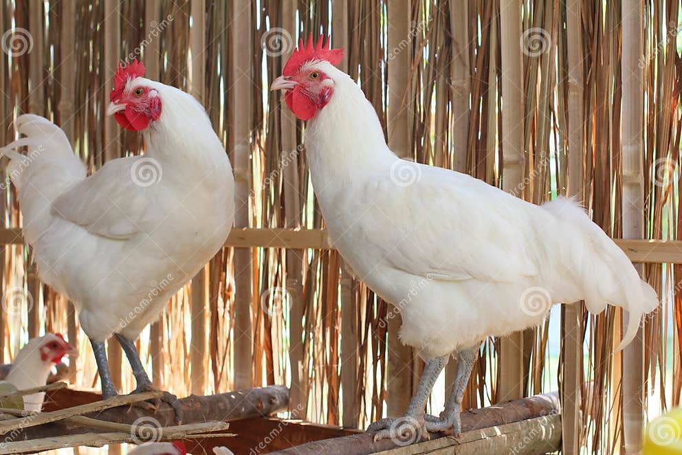 White hen stock image. Image of rural, bird, white, chick - 26055839