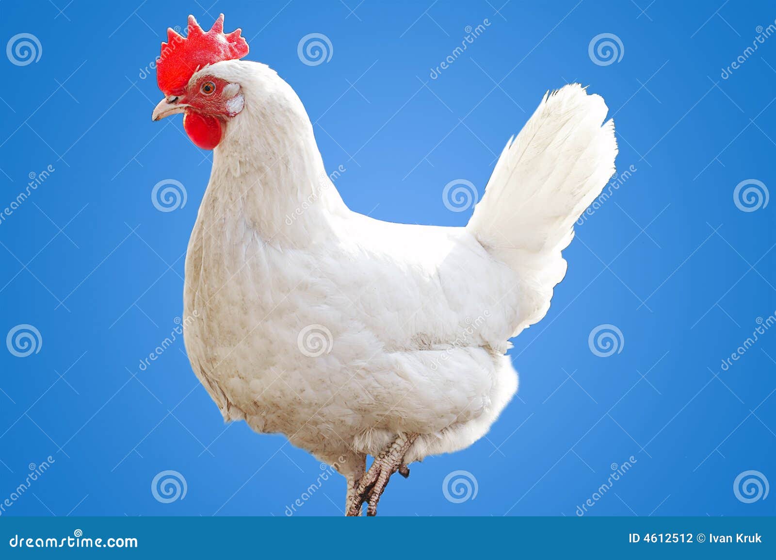 White hen stock photo. Image of fowl, animal, poultry - 4612512