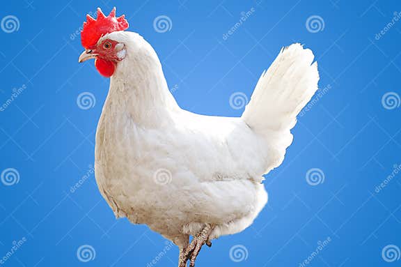 White hen stock photo. Image of fowl, animal, poultry - 4612512