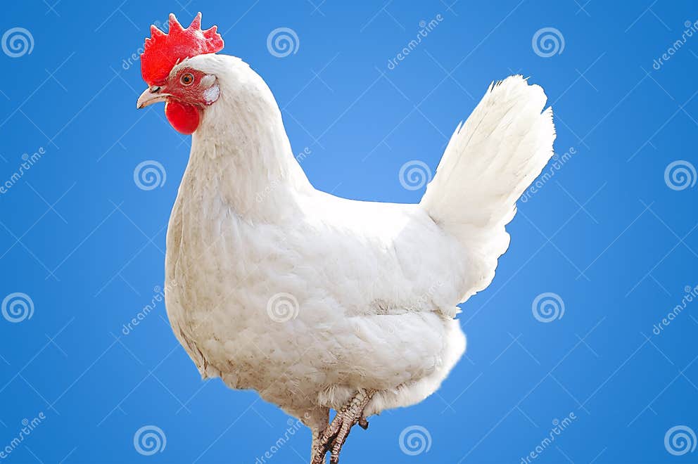 White hen stock photo. Image of fowl, animal, poultry - 4612512