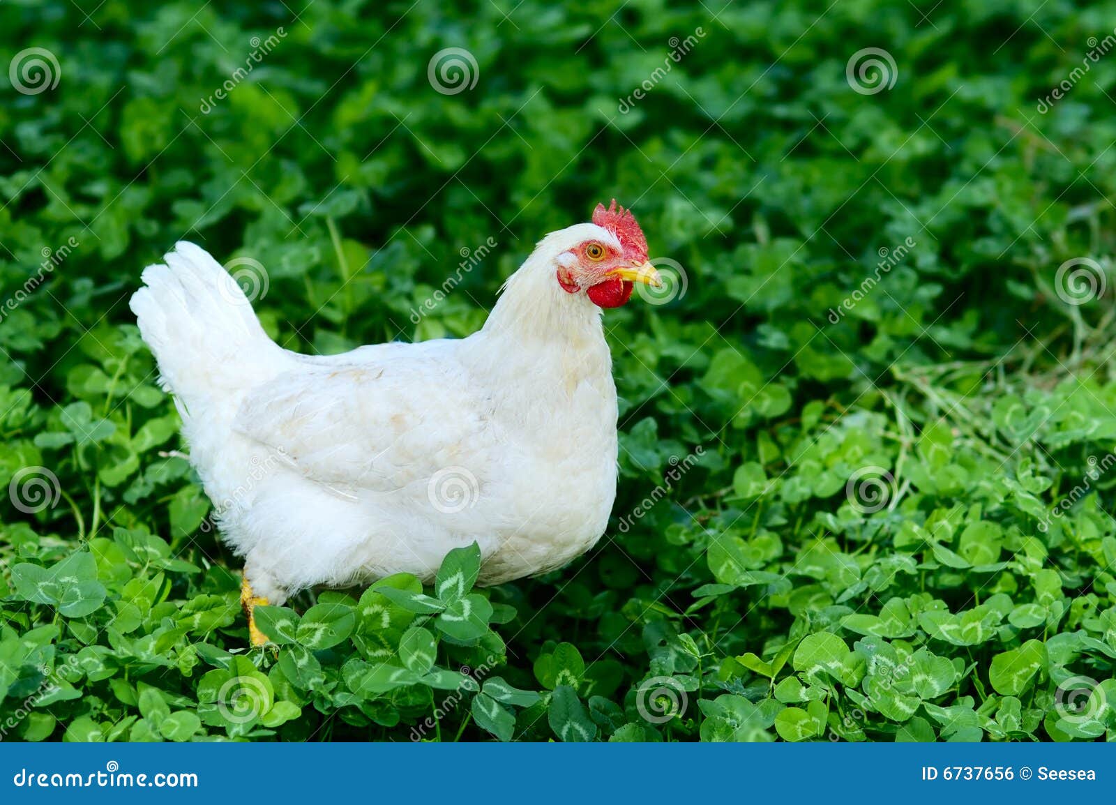 White hen stock photo. Image of countryside, food, farming - 6737656