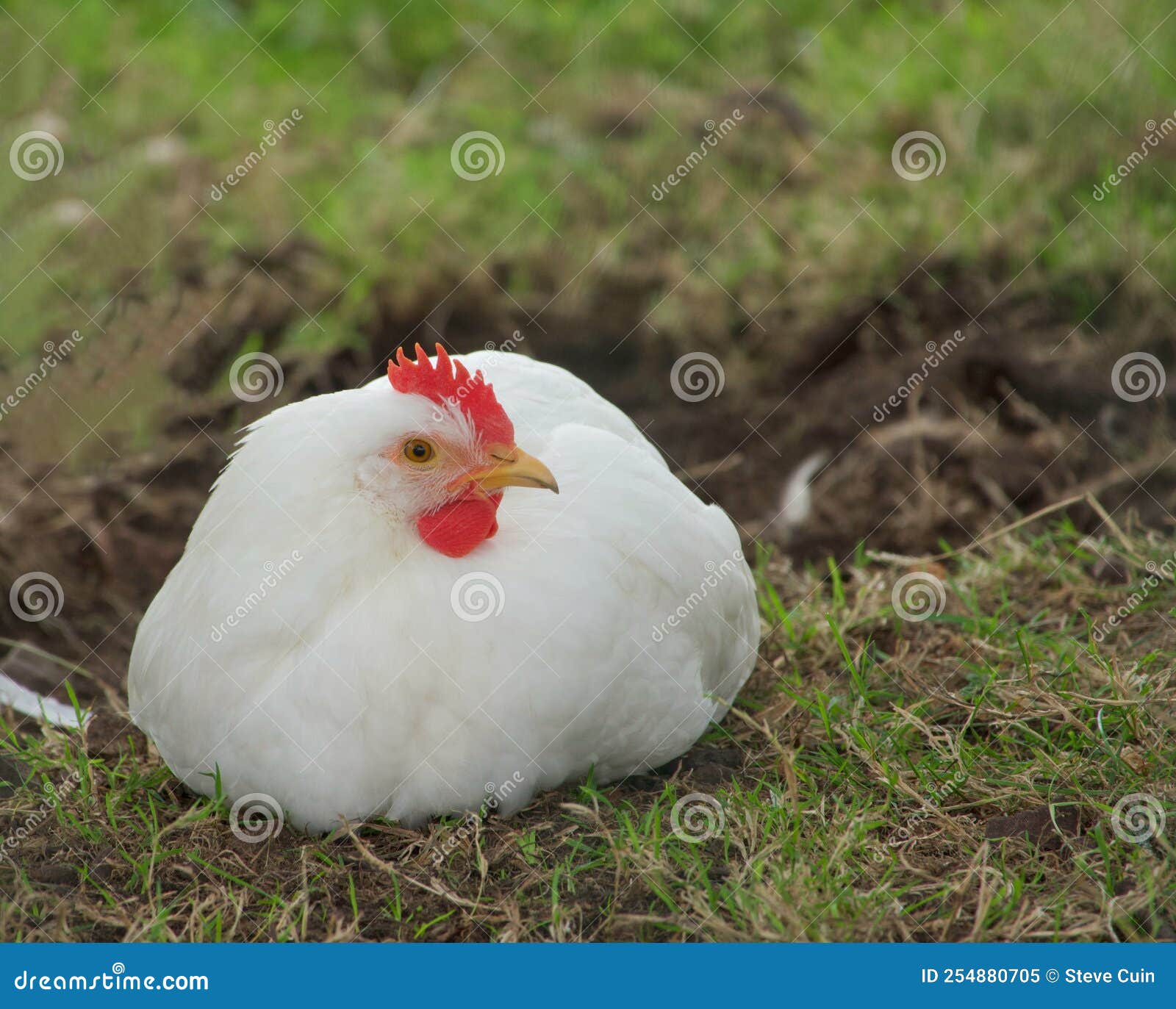 White Hen stock image. Image of white, sitting, looking - 254880705