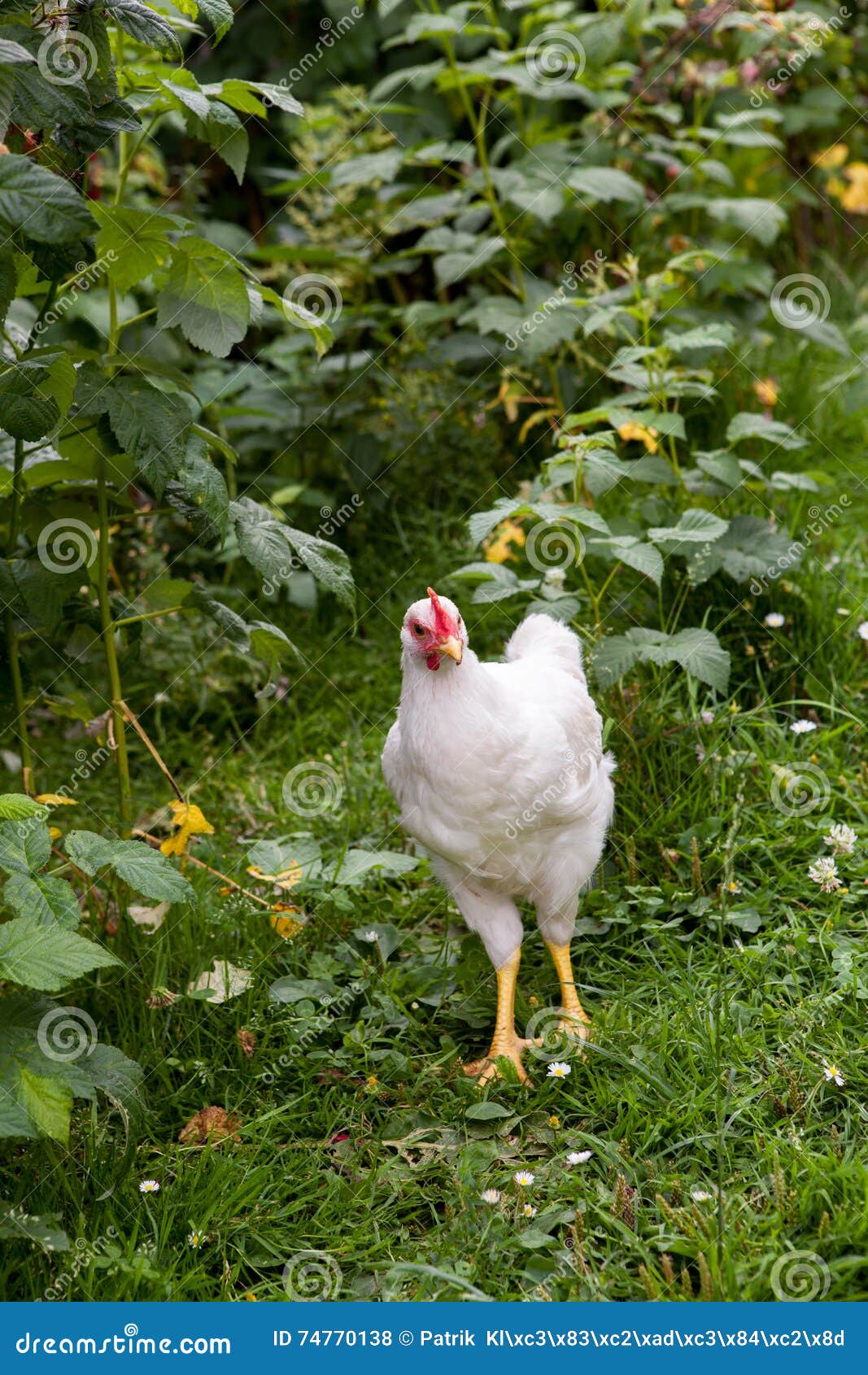 White hen in bushes stock photo. Image of country, animal - 74770138