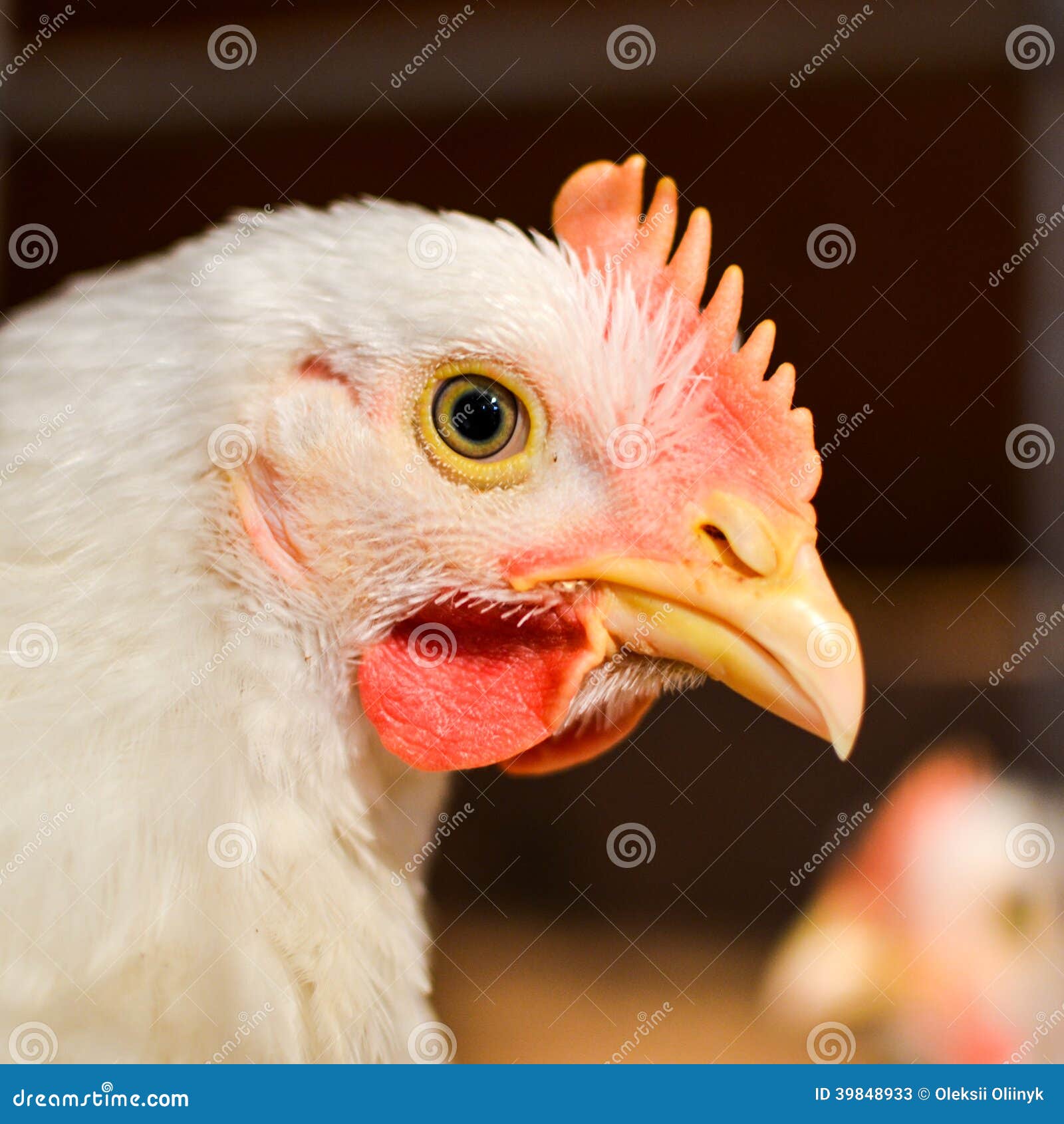 White hen stock image. Image of bird, farm, agriculture - 39848933
