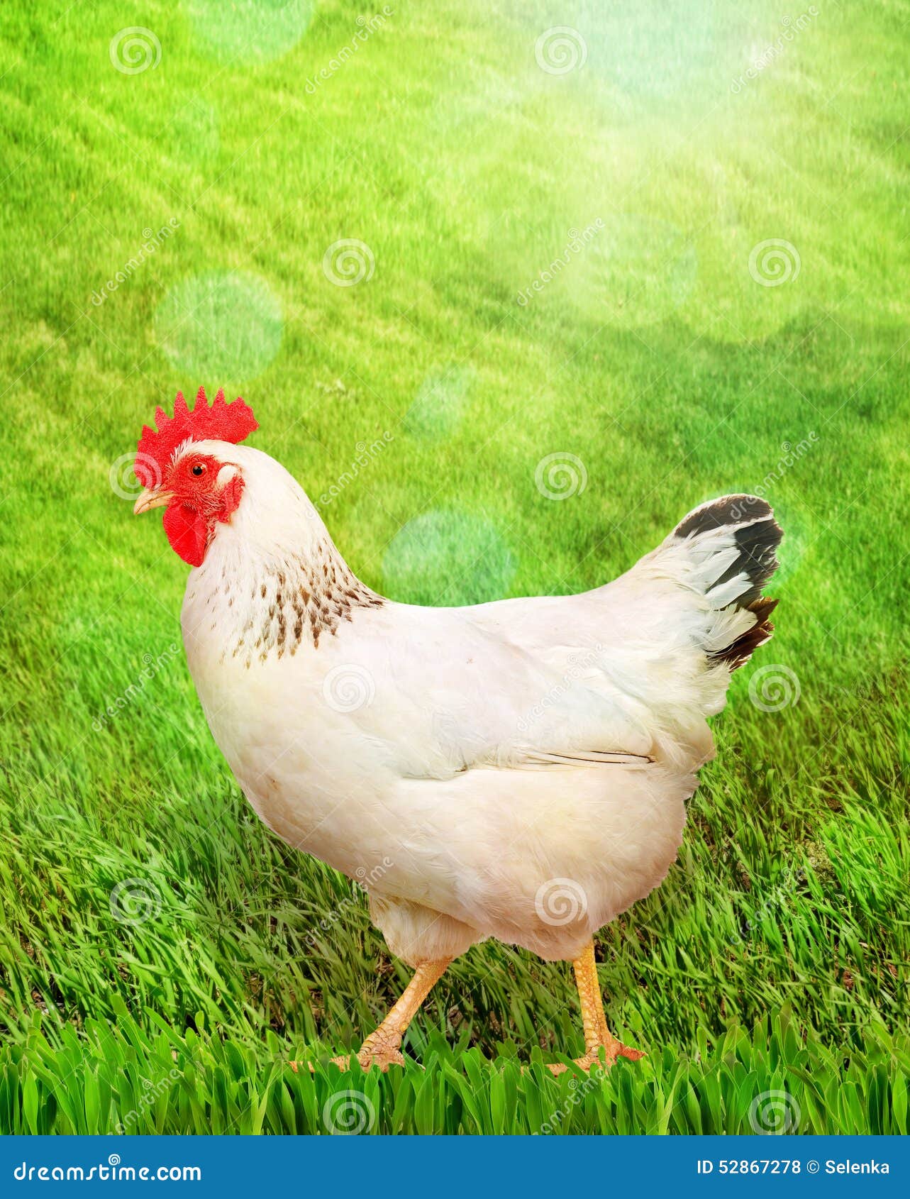 White Hen on a Green Grass. Stock Photo - Image of chicken, harmony ...
