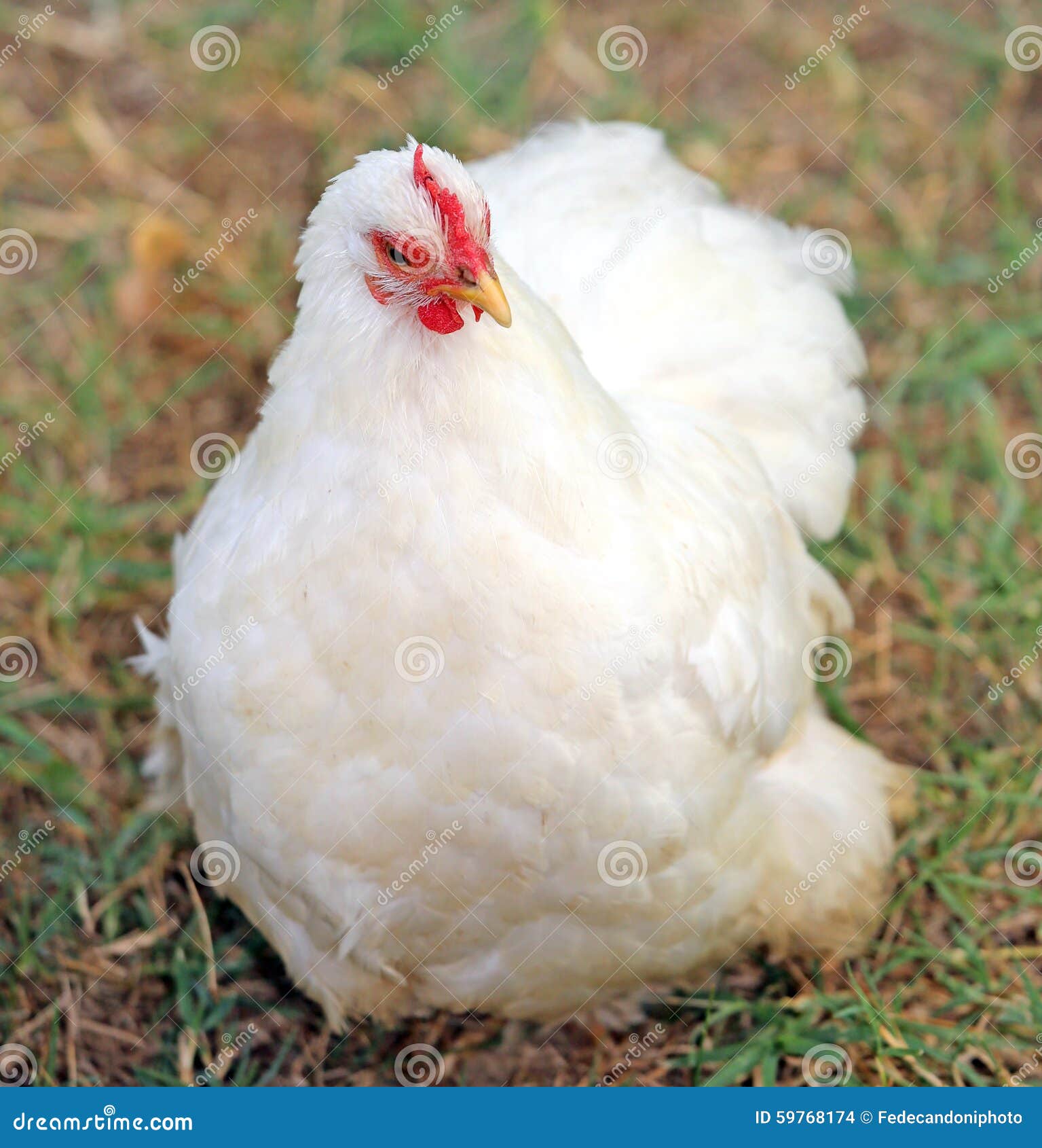 White Hen Inside the Farm Fence Stock Photo - Image of bird, beak: 59768174