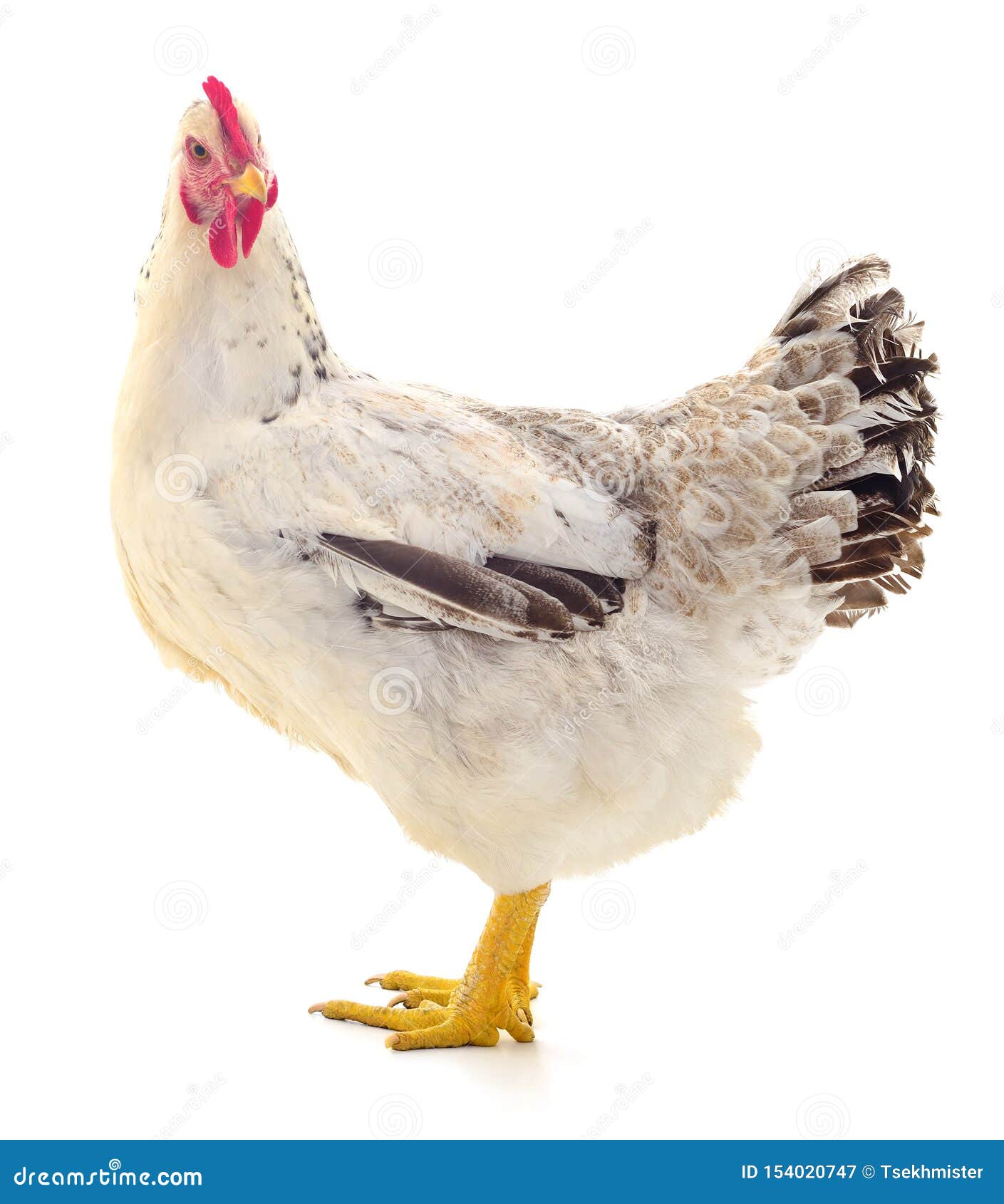 White hen isolated stock image. Image of standing, agriculture - 154020747