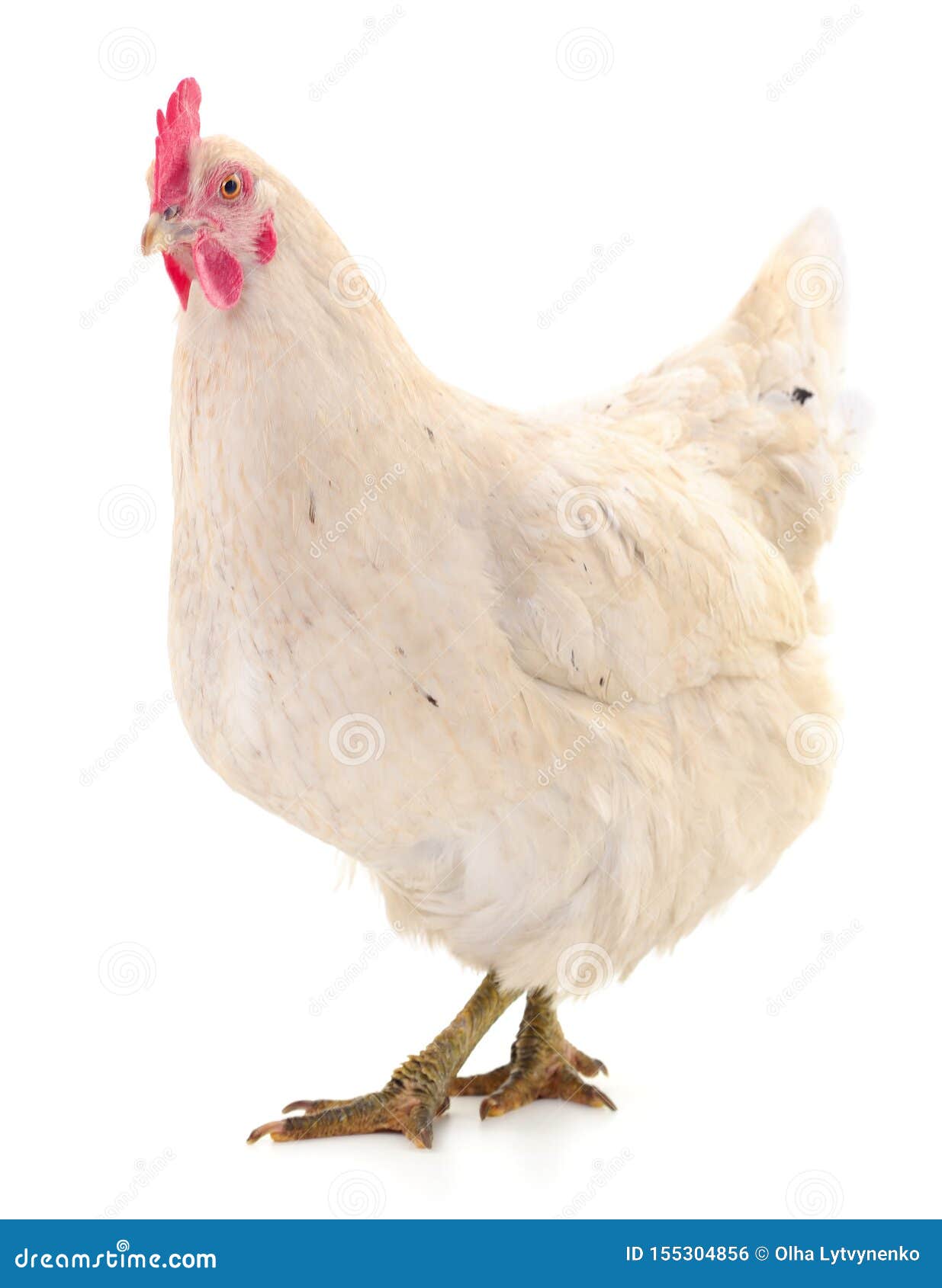 White hen isolated stock photo. Image of bird, studio - 155304856