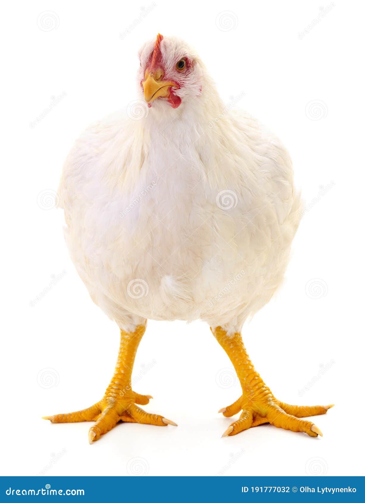White hen isolated stock photo. Image of studio, nature - 191777032