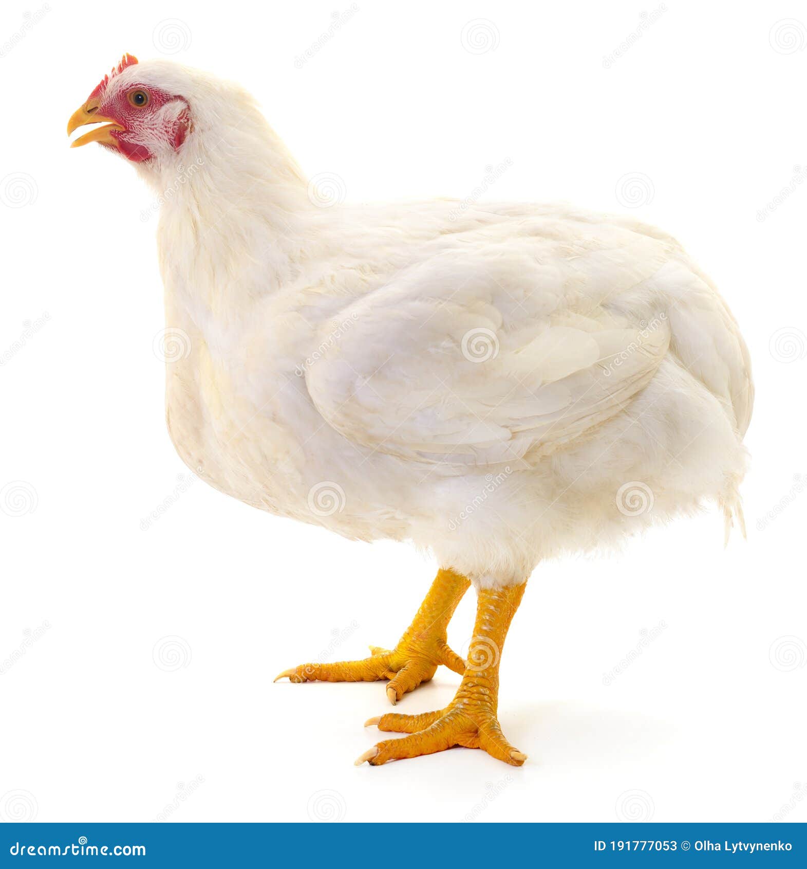 White hen isolated stock image. Image of chicken, agriculture - 191777053