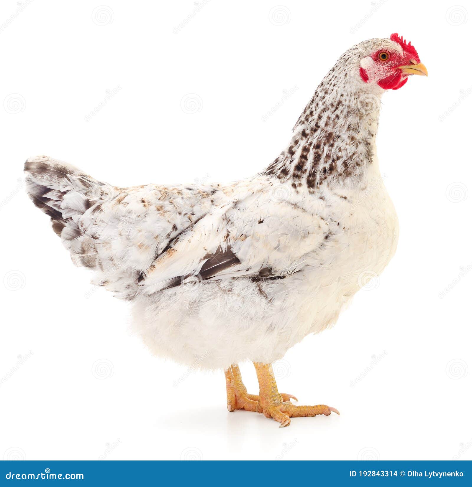 White hen isolated stock photo. Image of livestock, color - 192843314