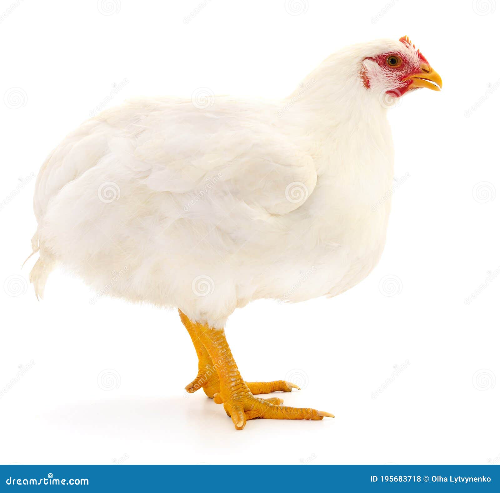 White hen isolated stock photo. Image of closeup, livestock - 195683718