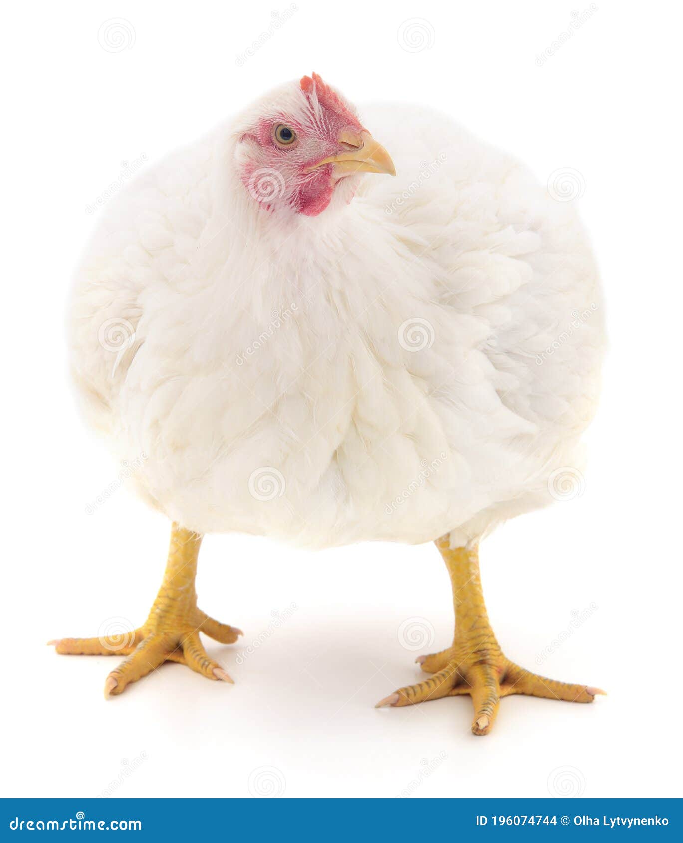 White hen isolated stock photo. Image of female, nature - 196074744
