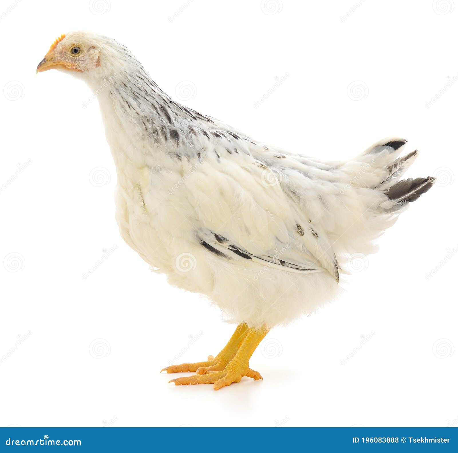 White hen isolated stock photo. Image of livestock, bird - 196083888