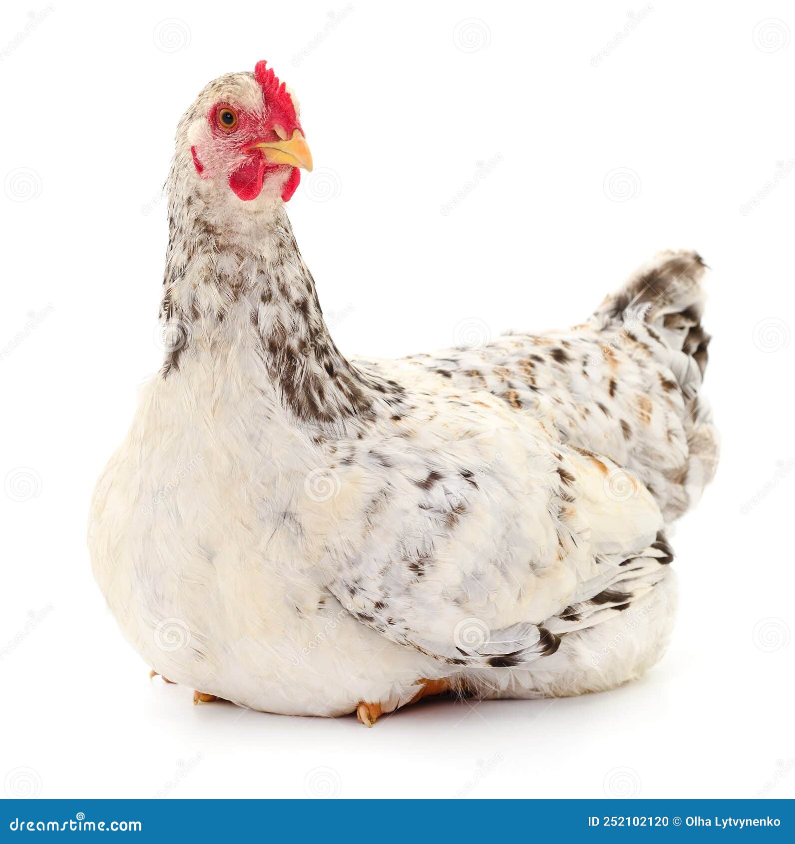 White hen isolated stock photo. Image of standing, animals - 252102120