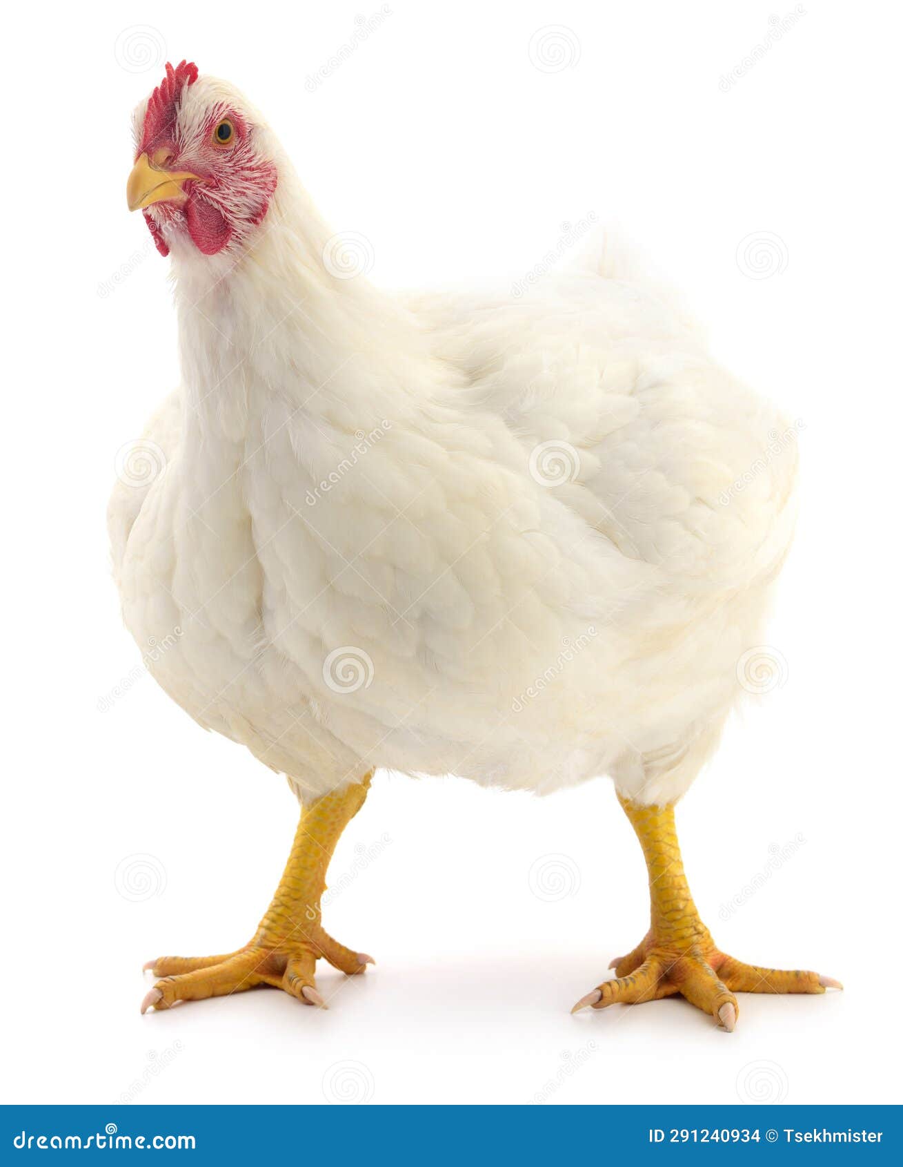 White hen isolated stock photo. Image of studio, nature - 291240934