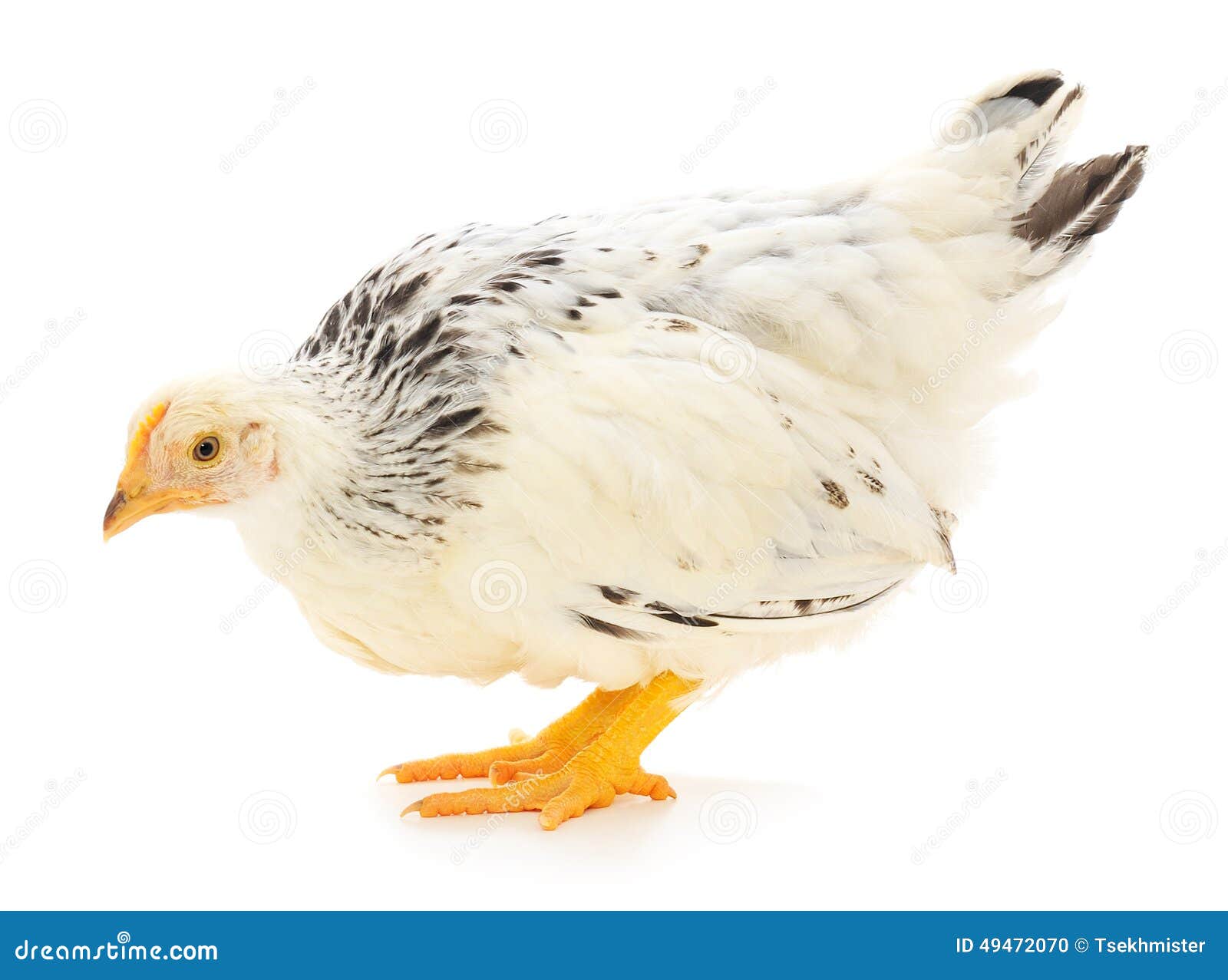 White hen stock photo. Image of closeup, animals, bird - 49472070