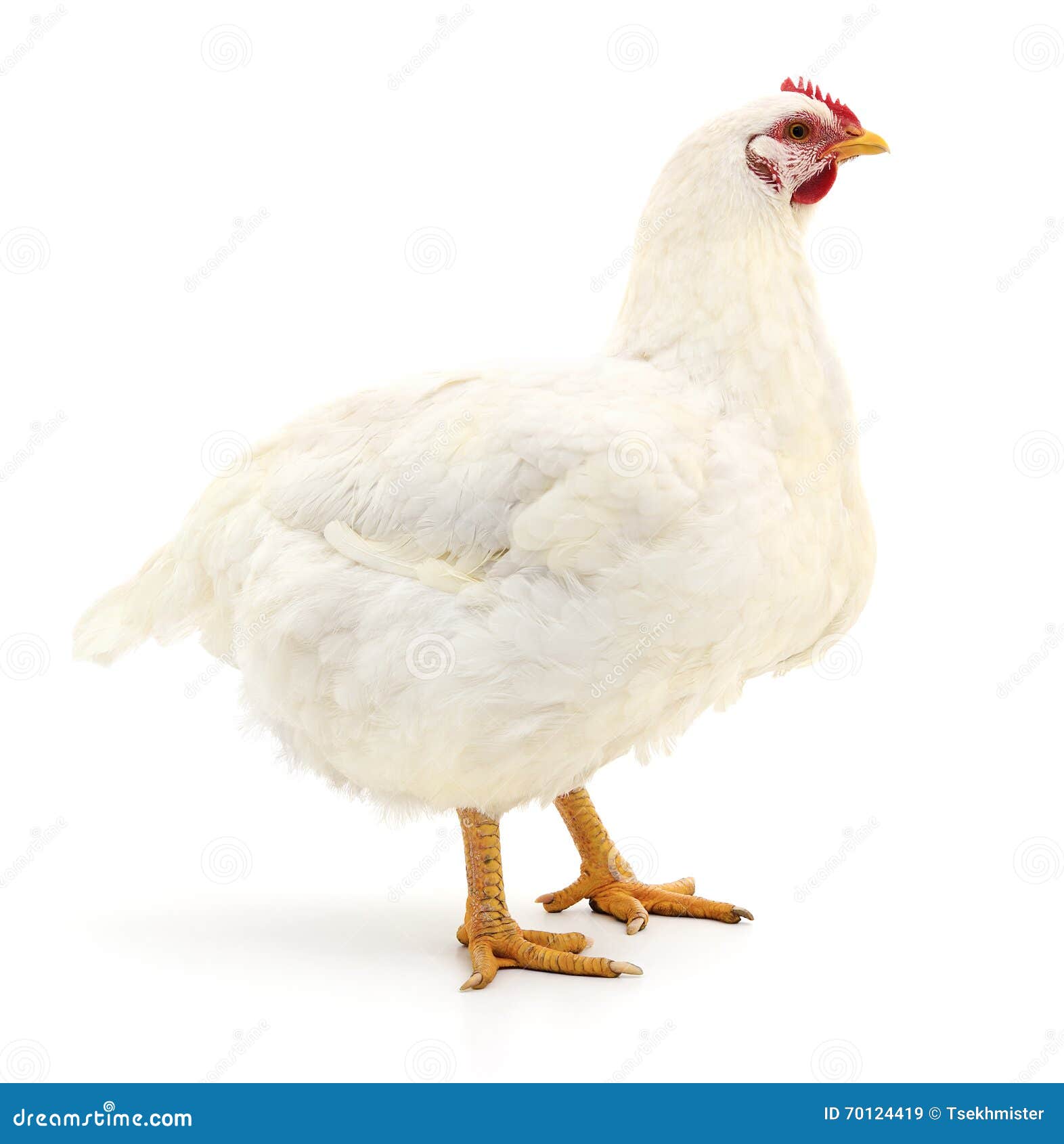 White hen isolated. stock image. Image of shot, standing - 70124419