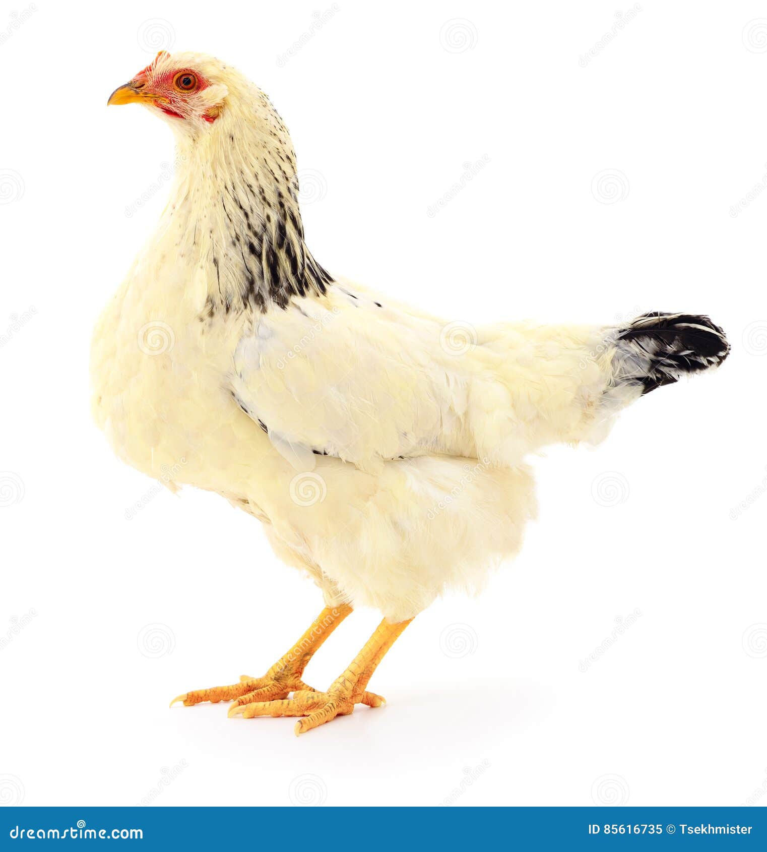 White hen isolated. stock image. Image of domestic, isolated - 85616735