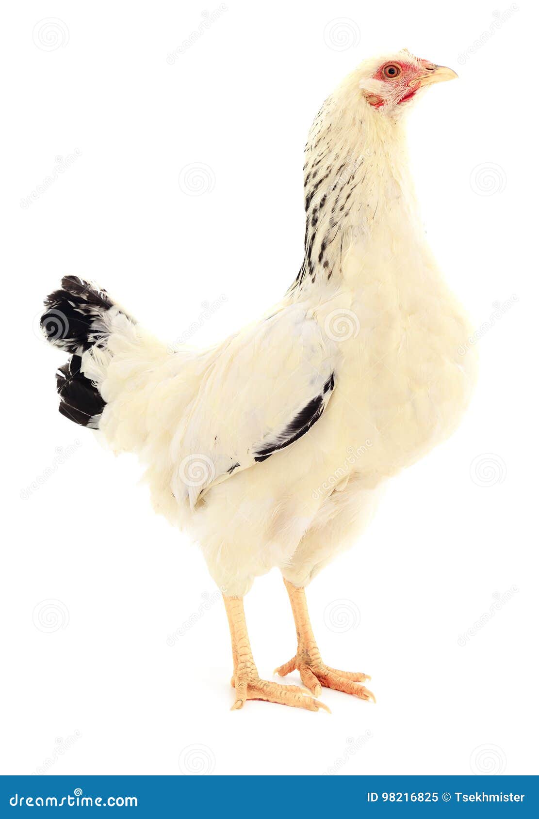 White hen isolated. stock image. Image of poultry, domestic - 98216825