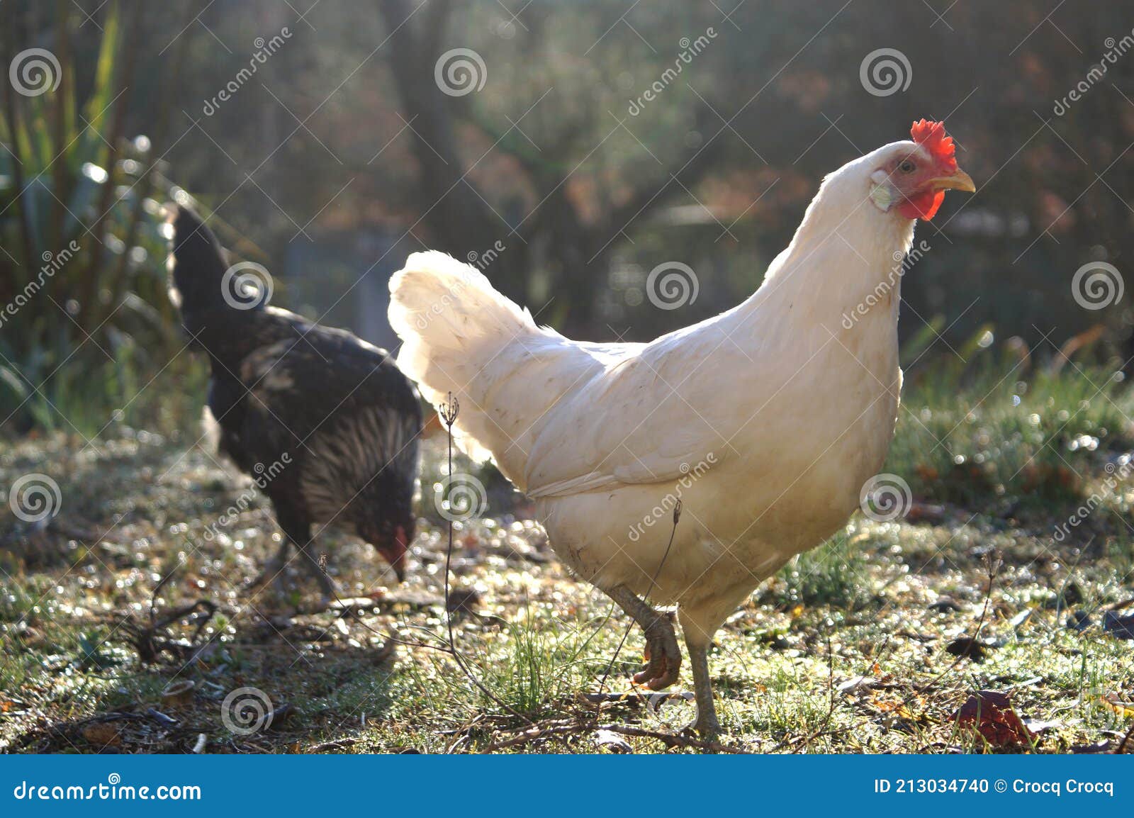 White Hen in the Morning Light Stock Photo - Image of little, wellbeing ...