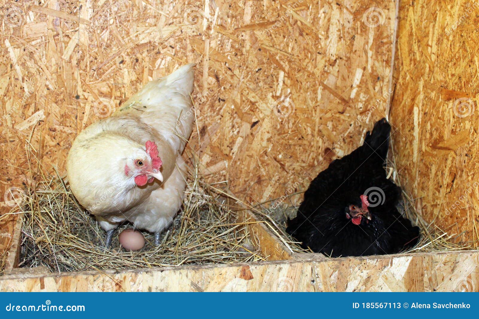 White Chicken in the Nest Laid an Egg Stock Image - Image of laid ...
