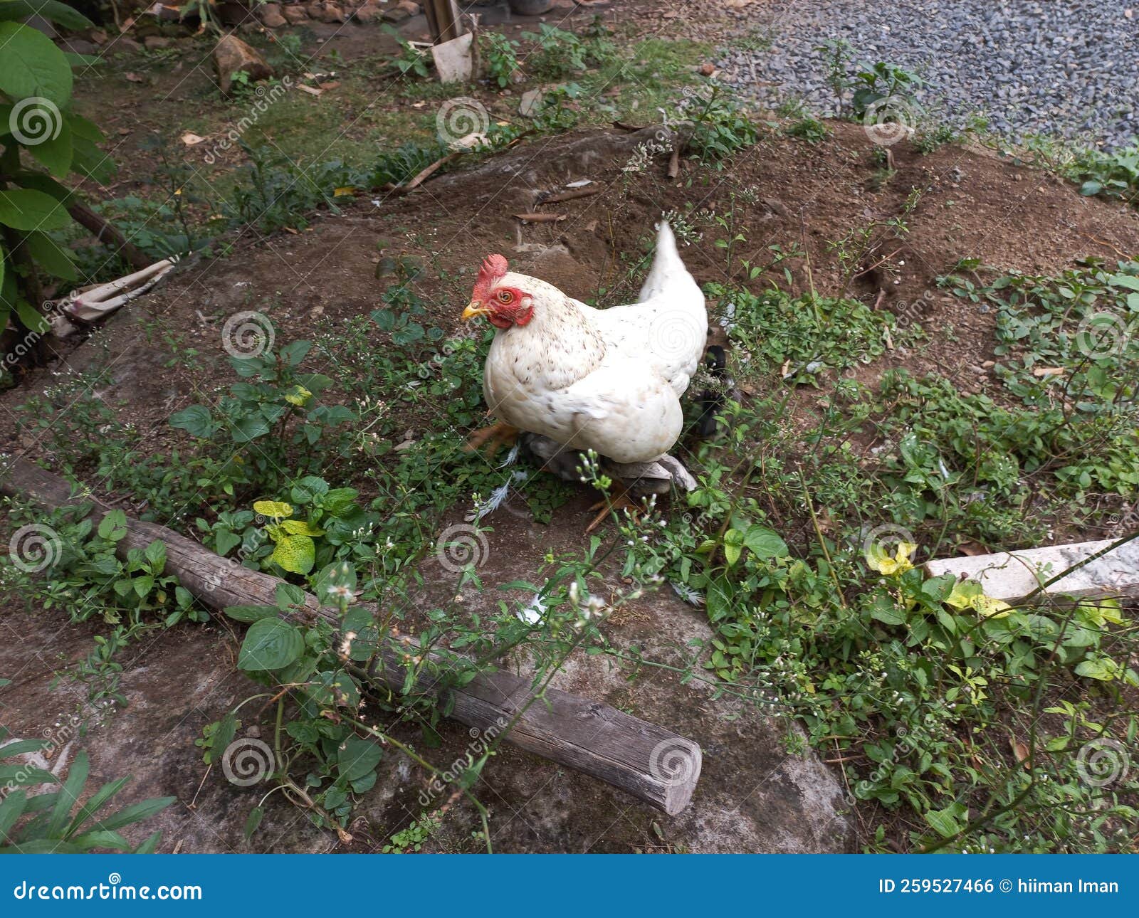 White Hen Protecting Her Chicks with Her Wings Stock Photo - Image of ...