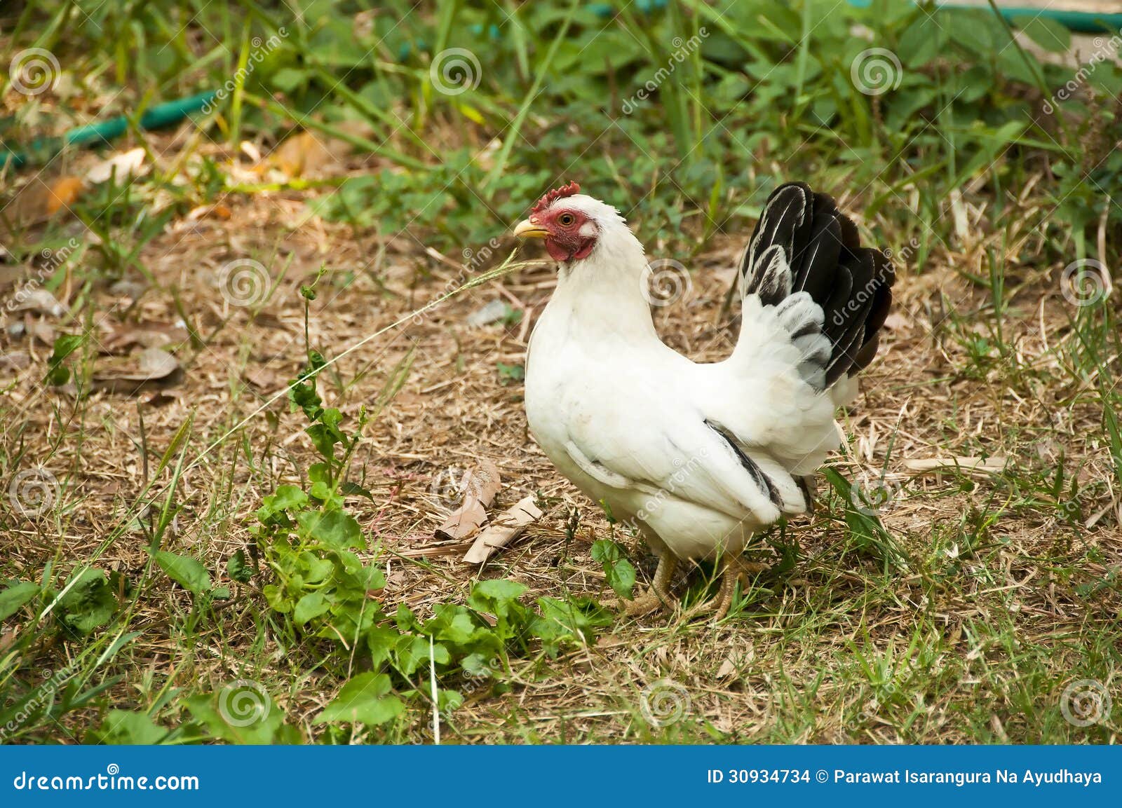 White hen. stock photo. Image of closeup, animal, farm - 30934734